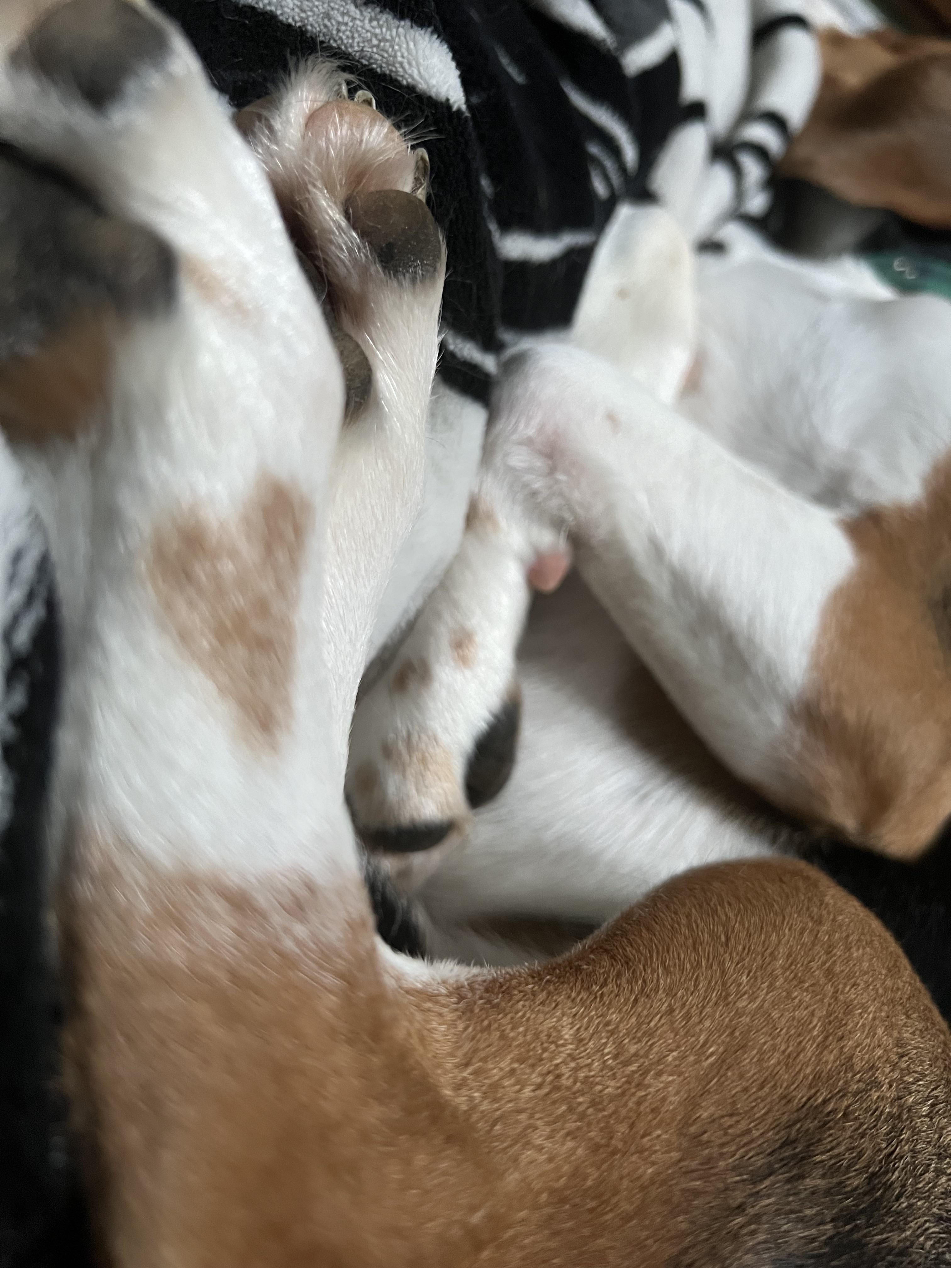 Meet Sully | Scrolller