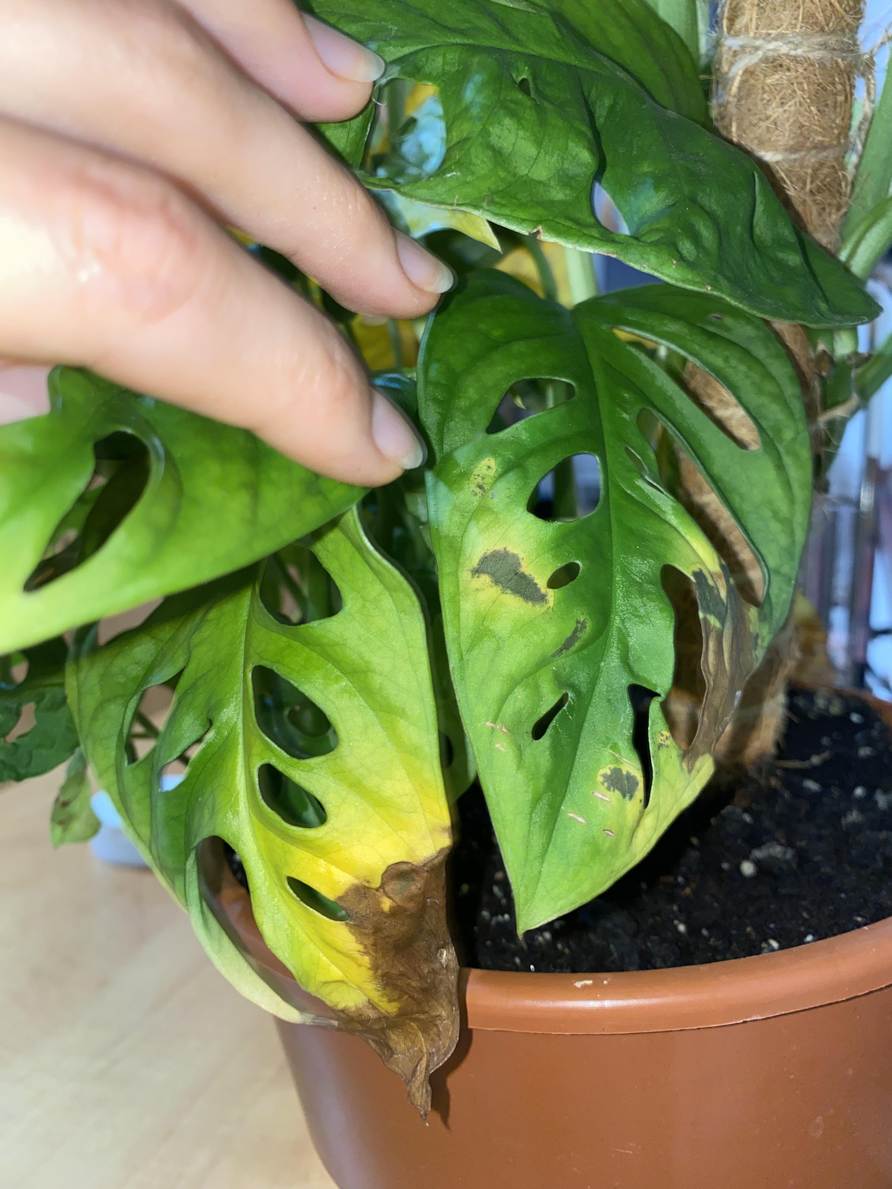 Help with monstera | Scrolller