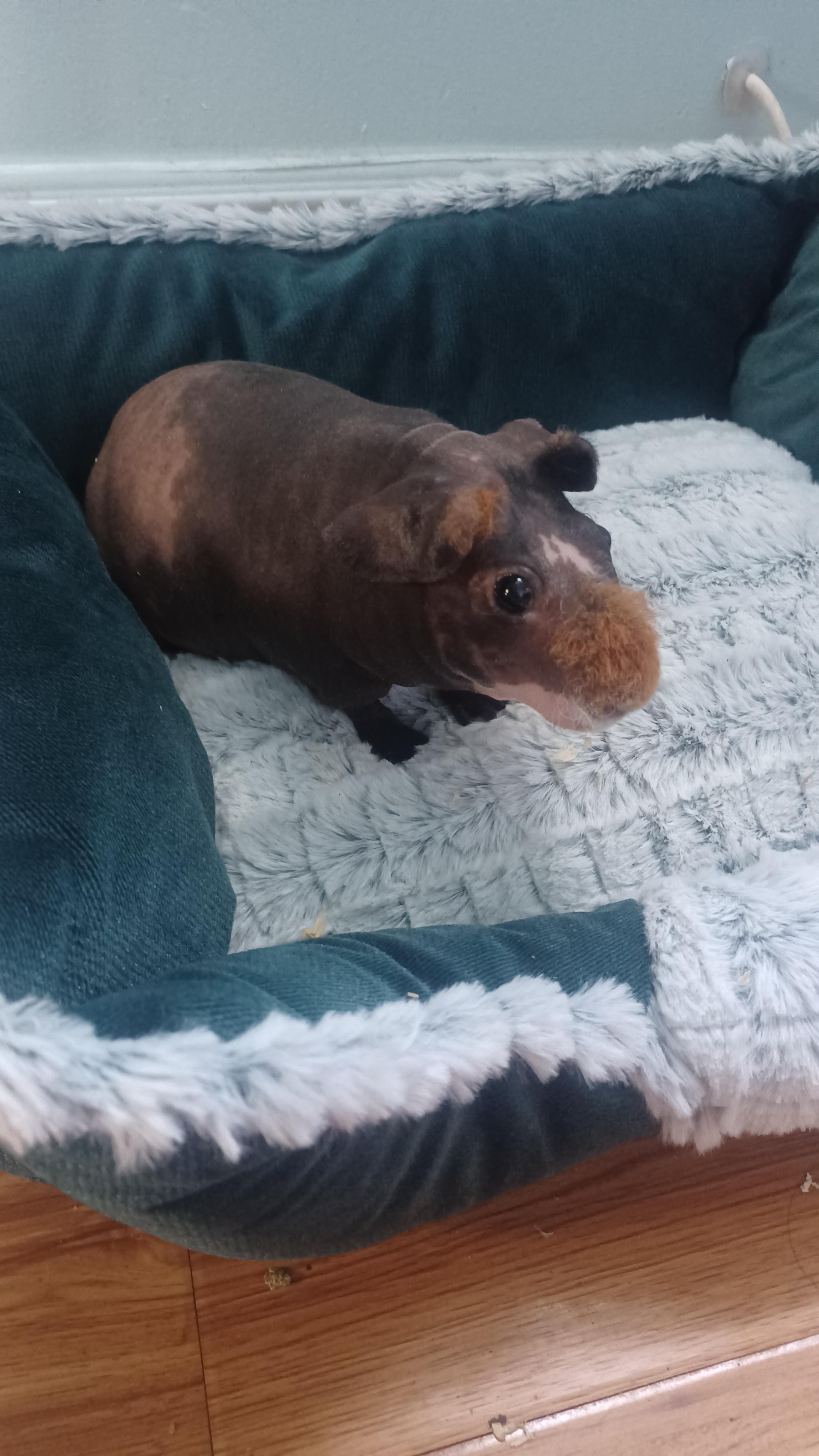 Here is my mini hippo Nigel. | Scrolller