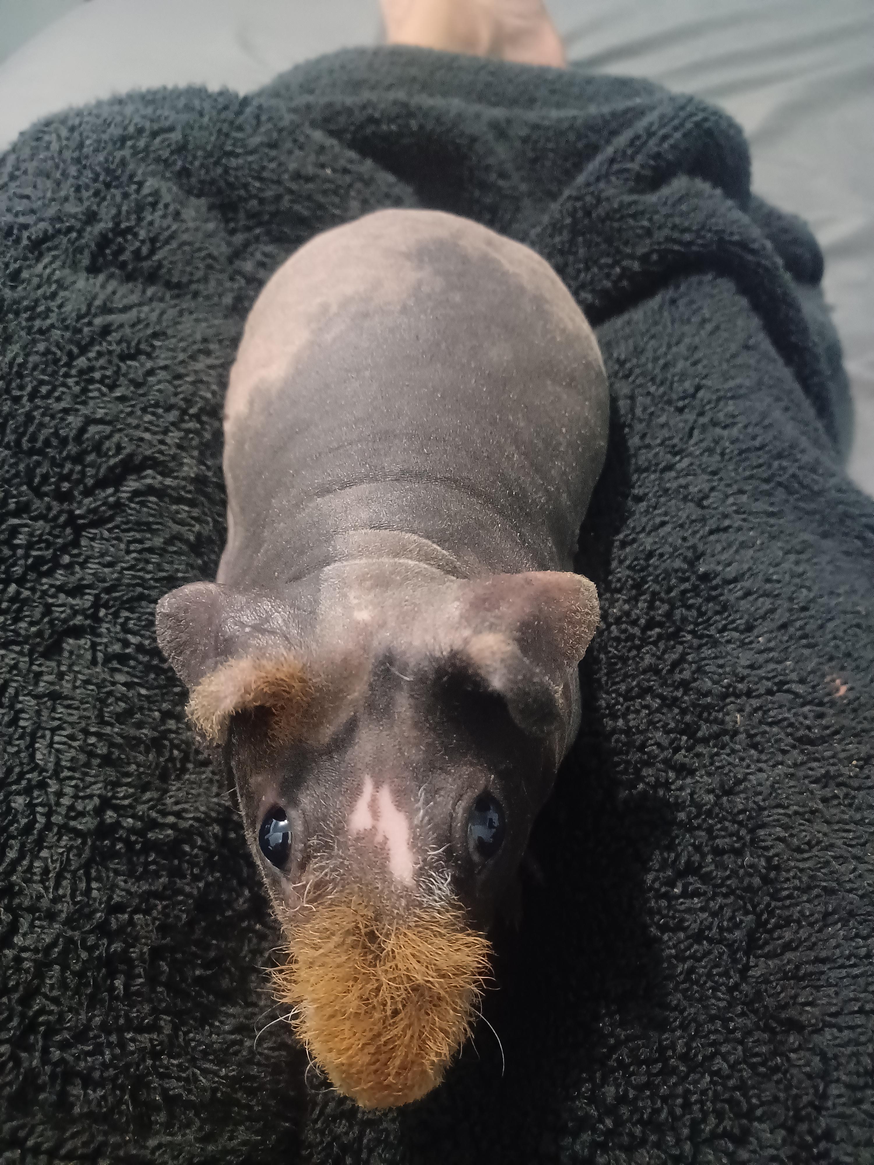 Here is my mini hippo Nigel. | Scrolller