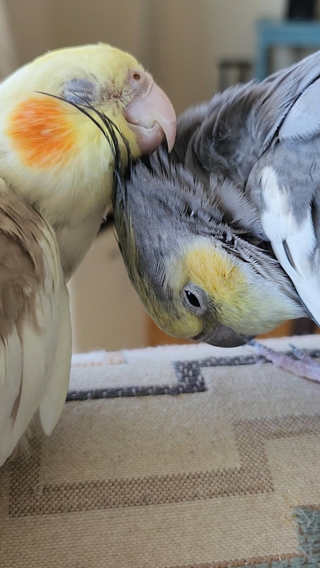 My cockatiels finally getting along | Scrolller