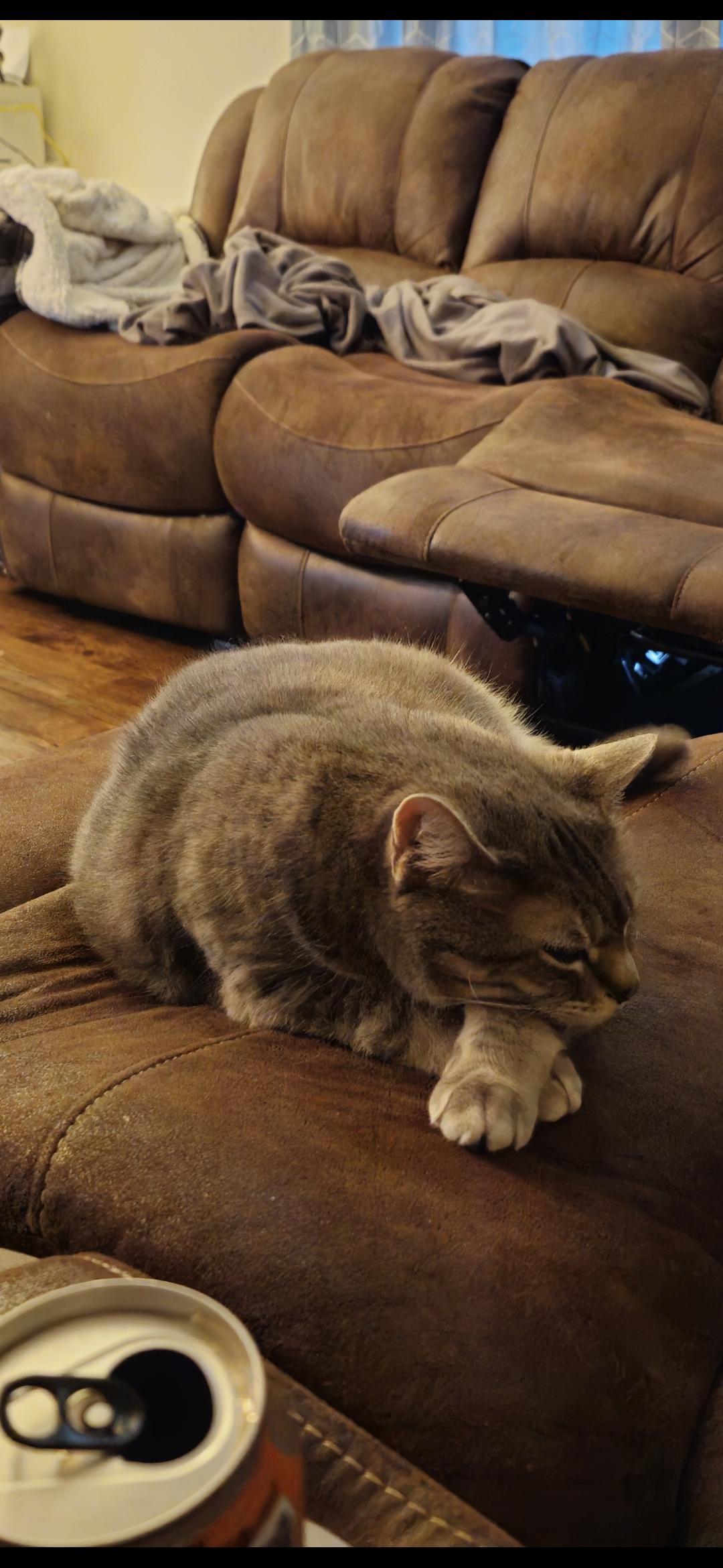 Lunas so regal in her golden years | Scrolller