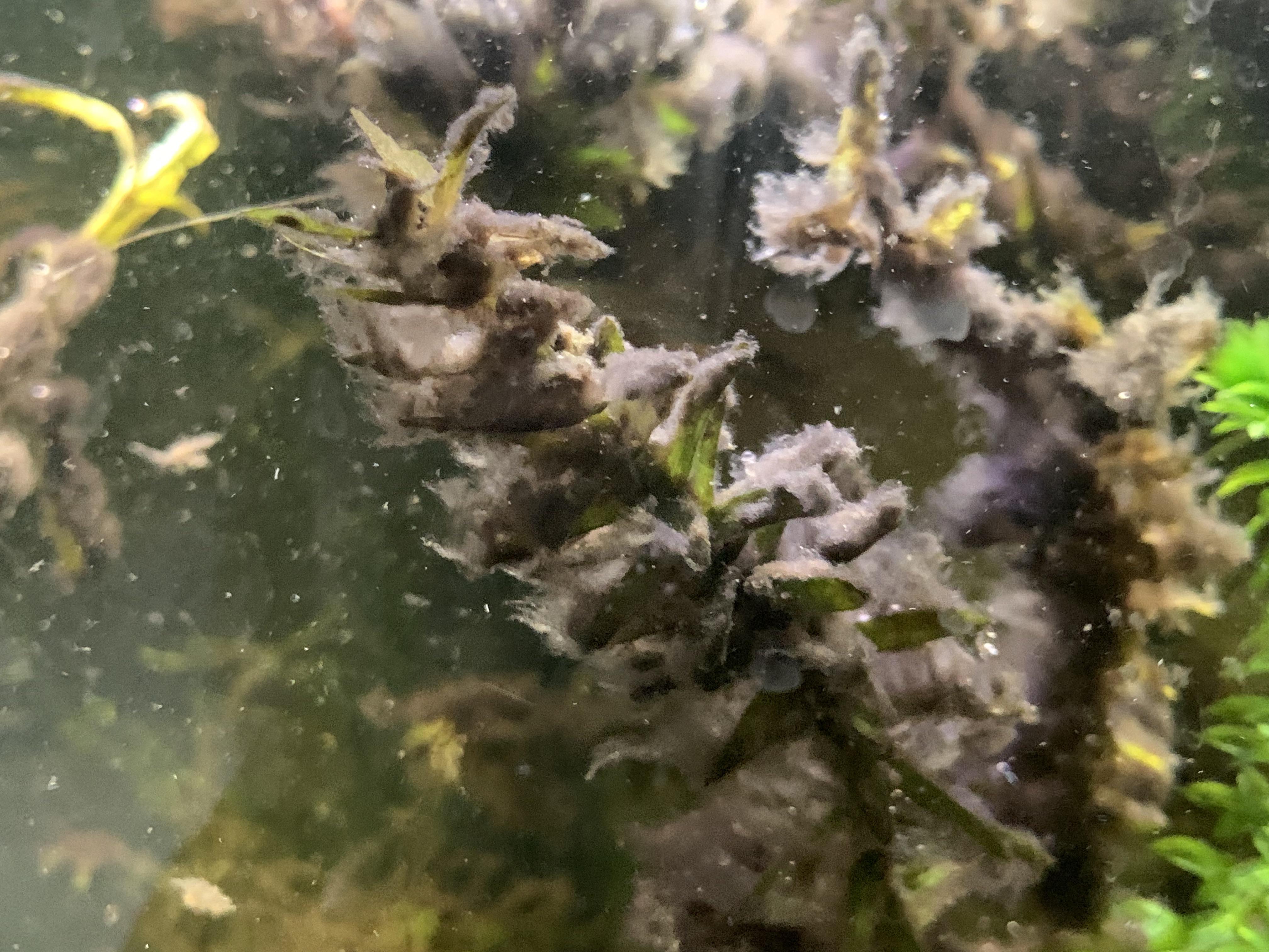 What type of algae is this? | Scrolller