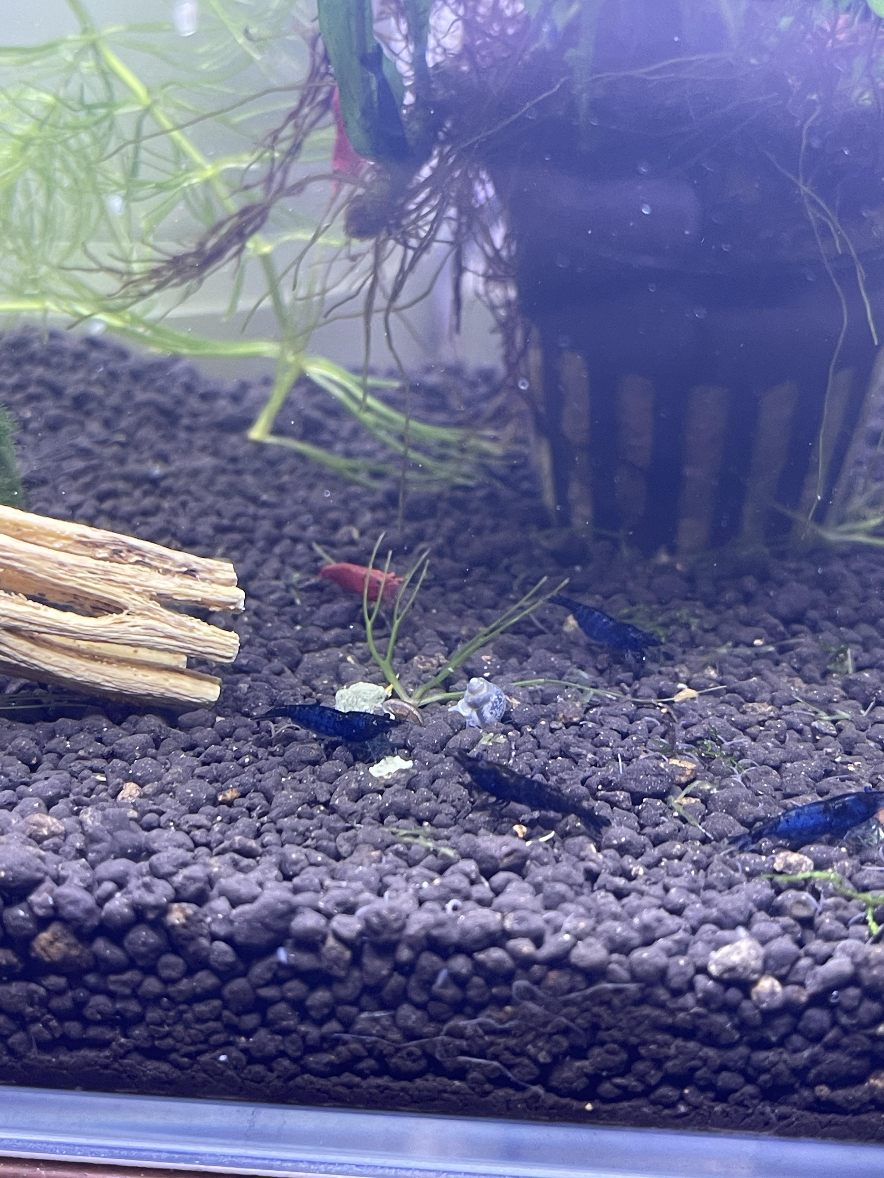 What snail is this? | Scrolller