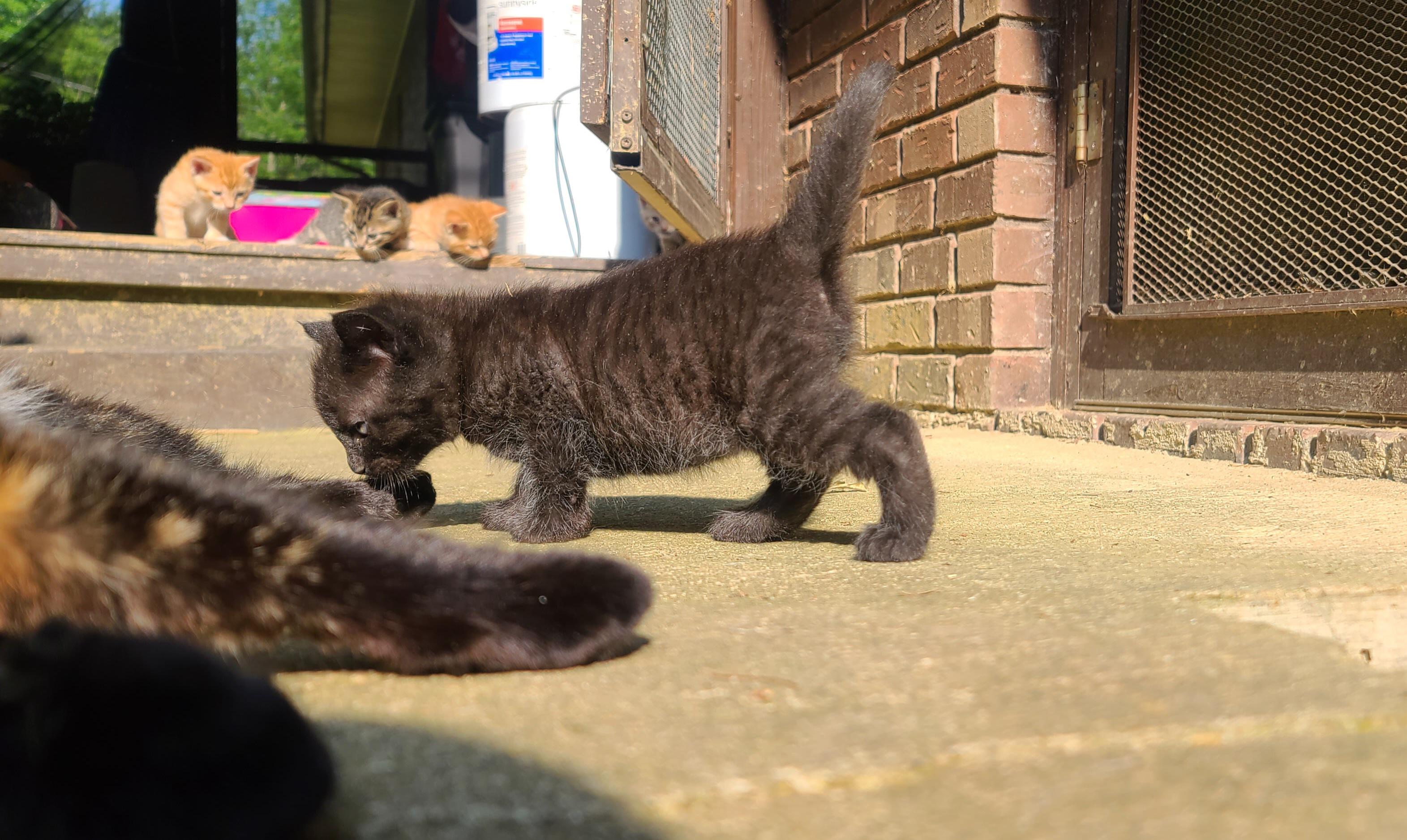 What kind of tabby would this be considered? | Scrolller