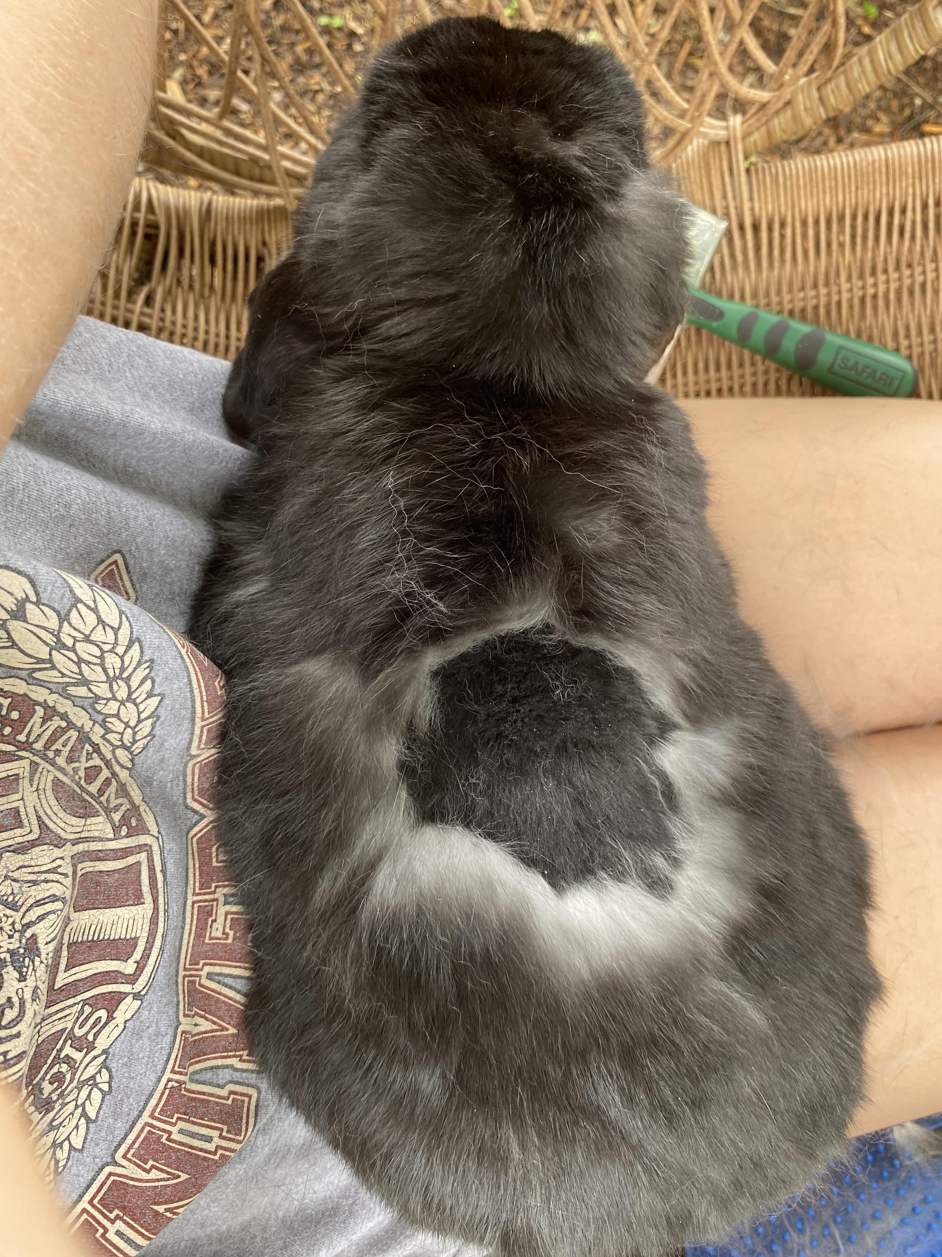 Is it normal for him to have this bald spot when shedding? | Scrolller