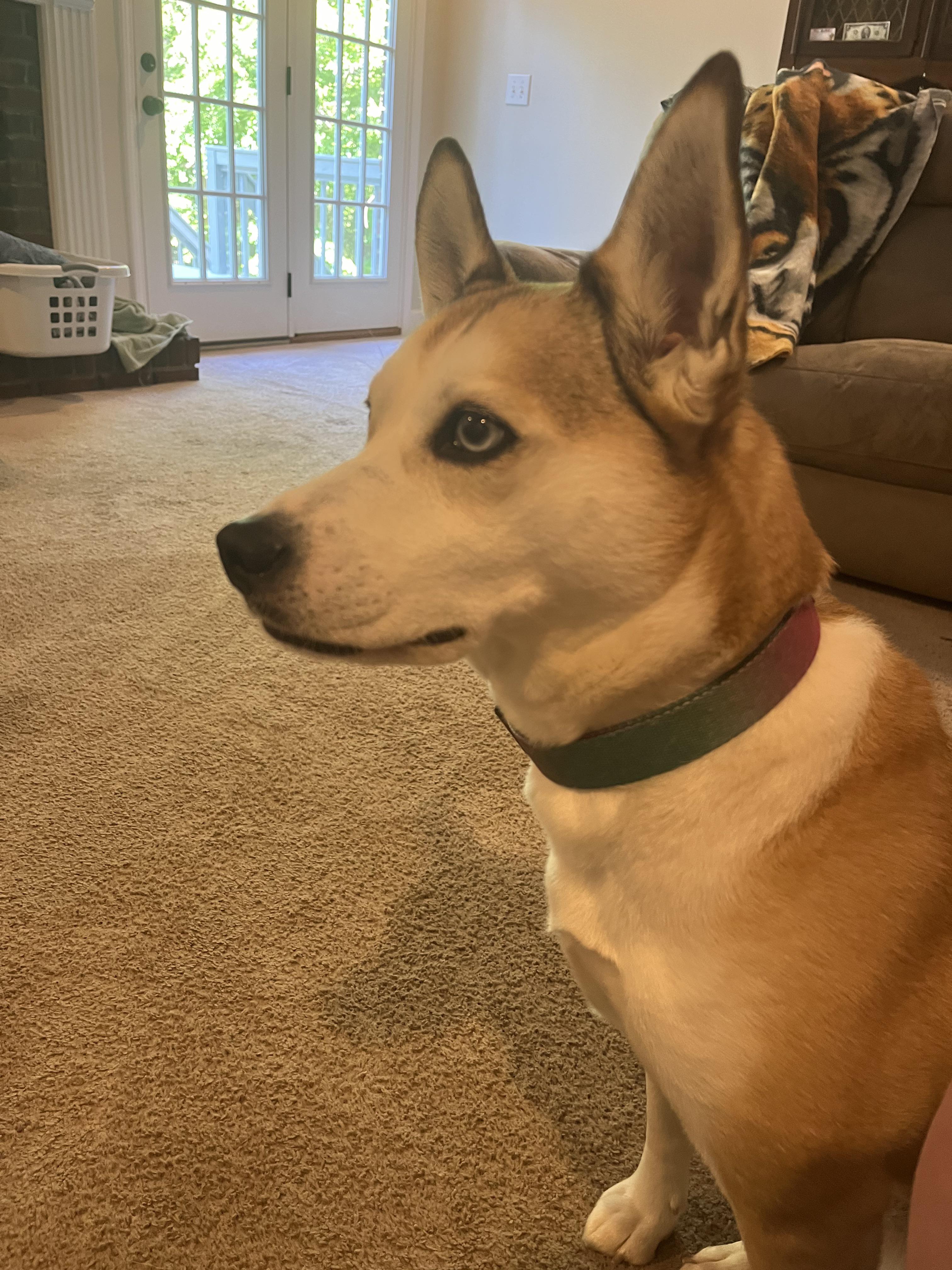 First big brushing is the year | Scrolller