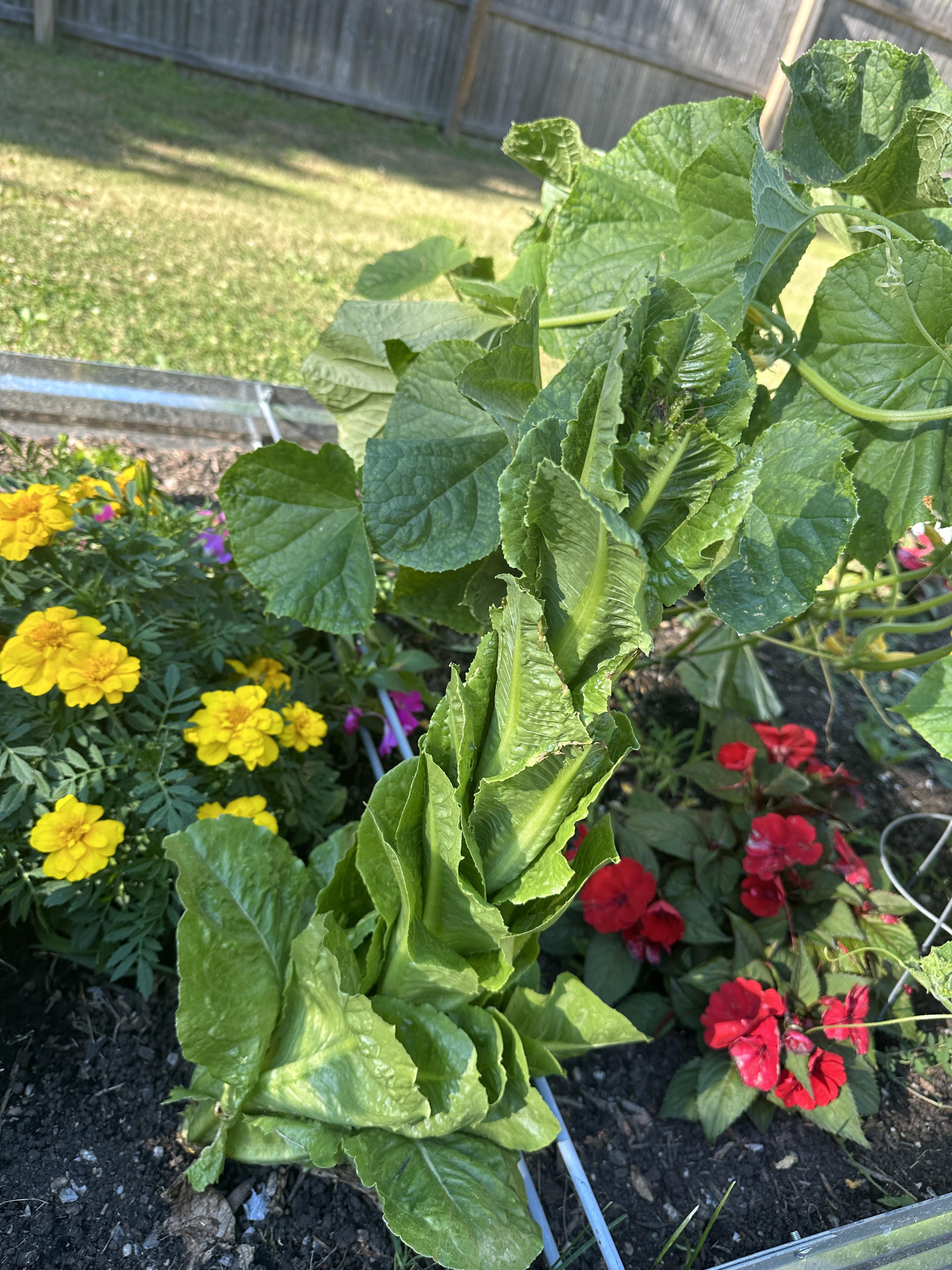 Is my lettuce garbage. | Scrolller