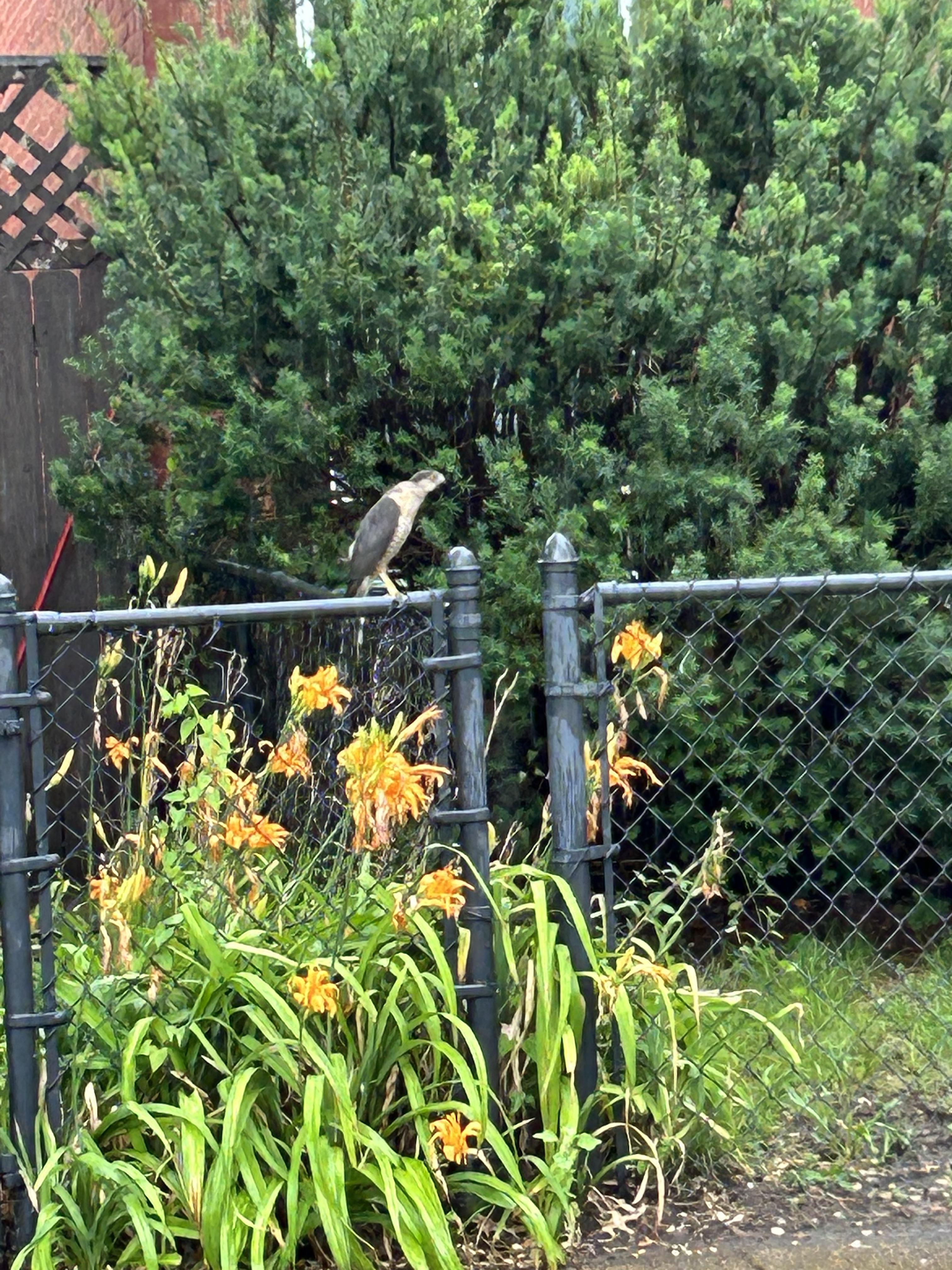 St. Louis, MO | Scrolller