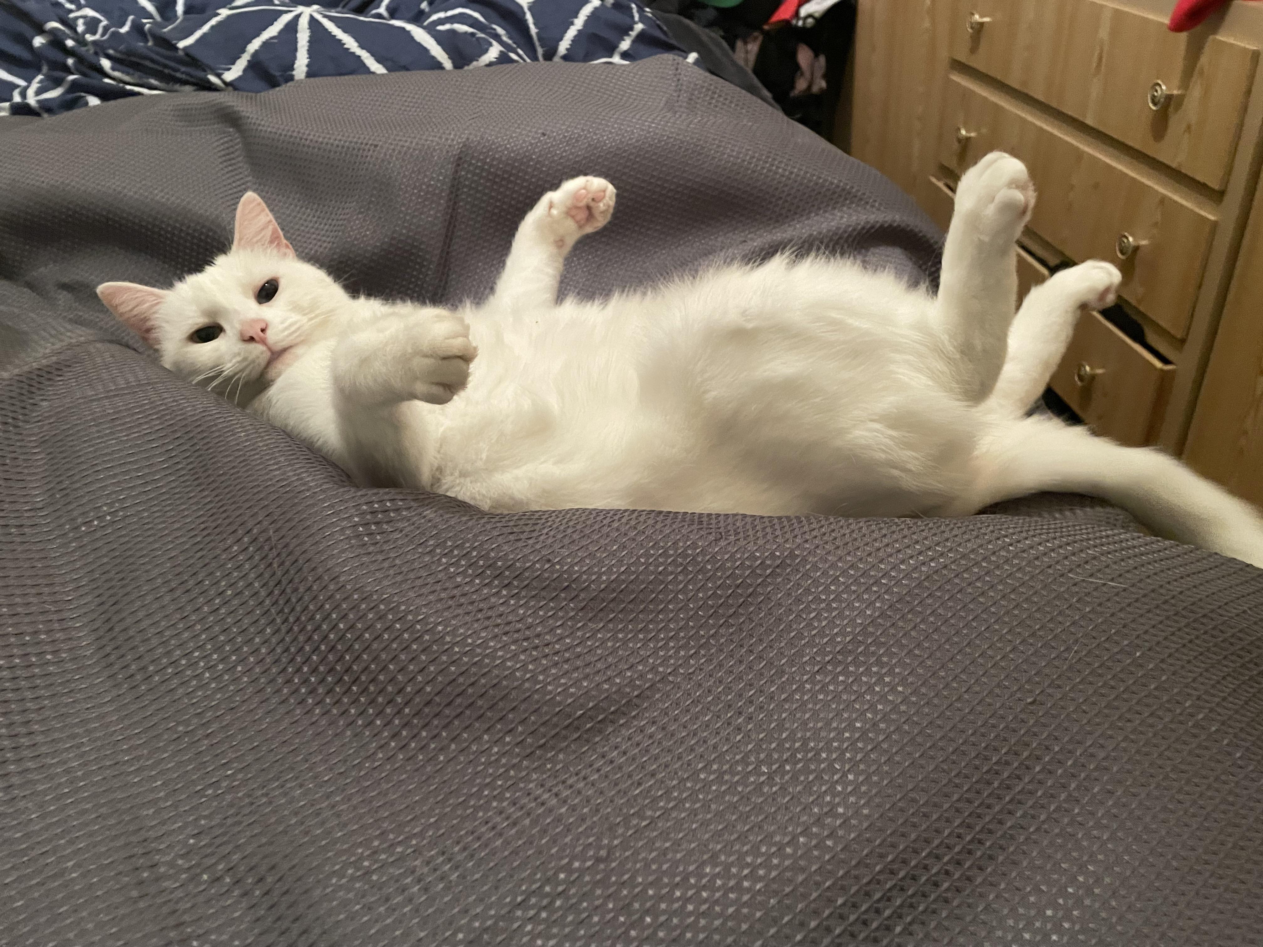 ITS A TRAP!!! | Scrolller