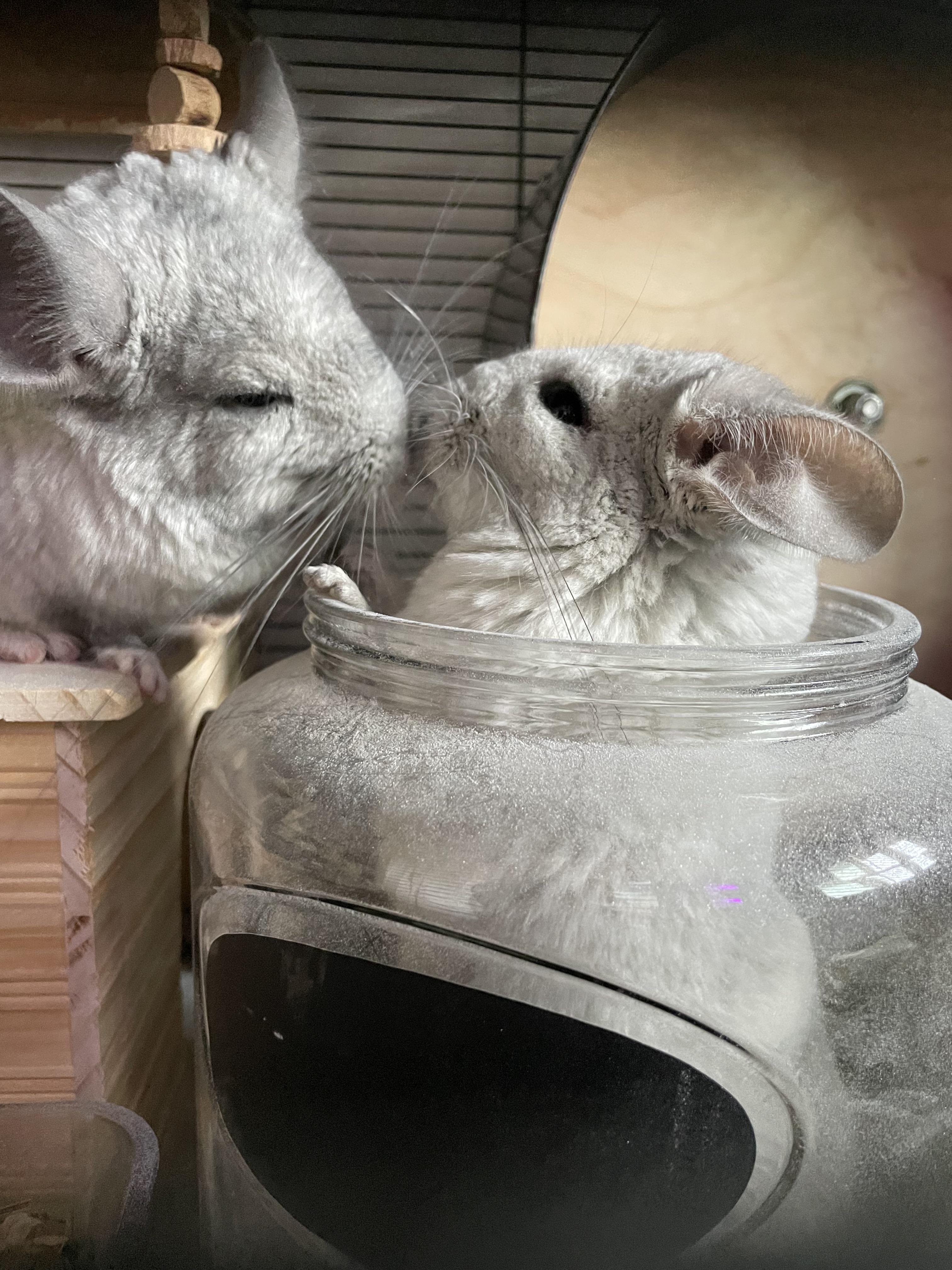 Dusty kisses | Scrolller