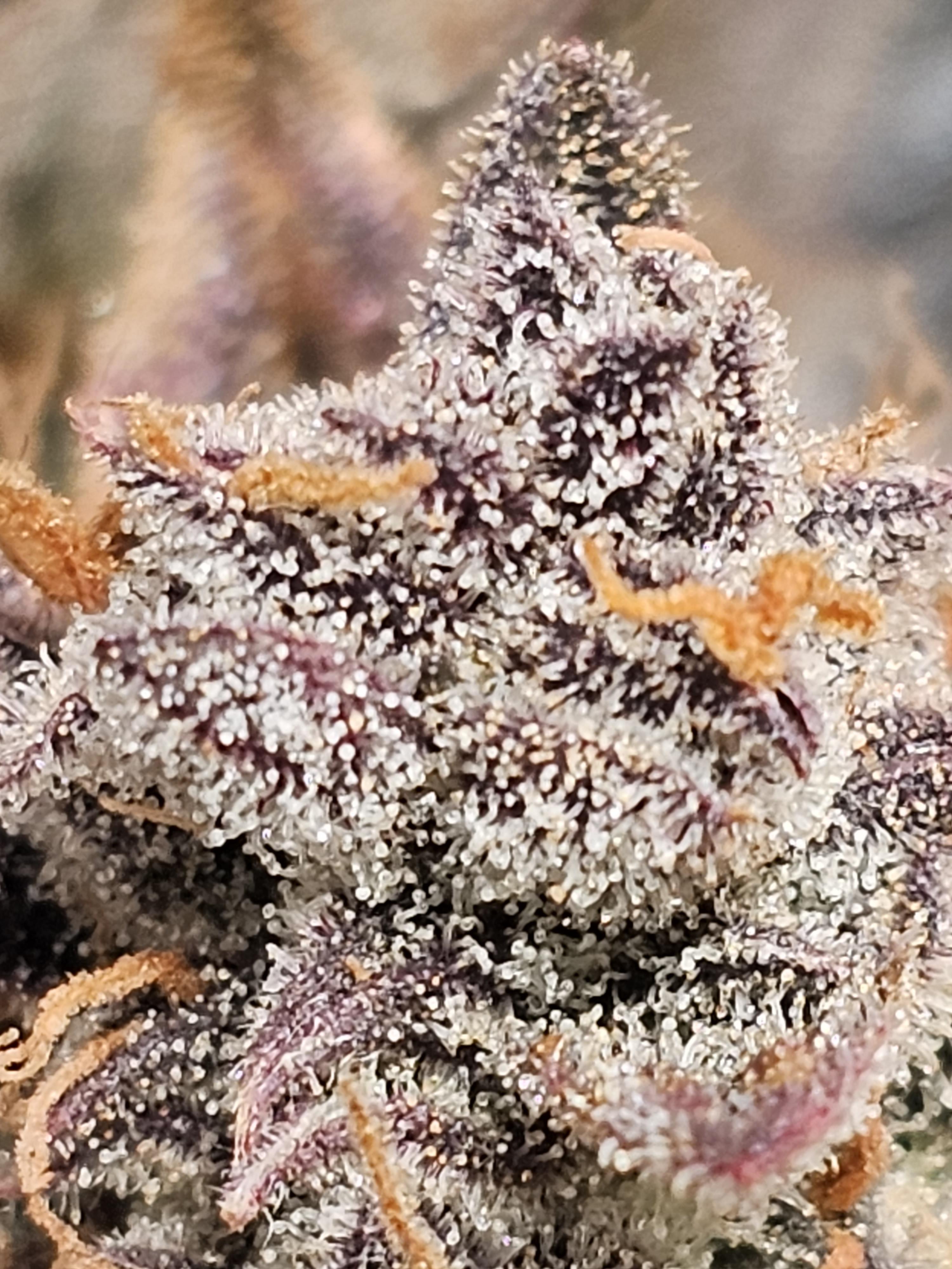 Sweet Seeds Red Gorilla Girl | Scrolller
