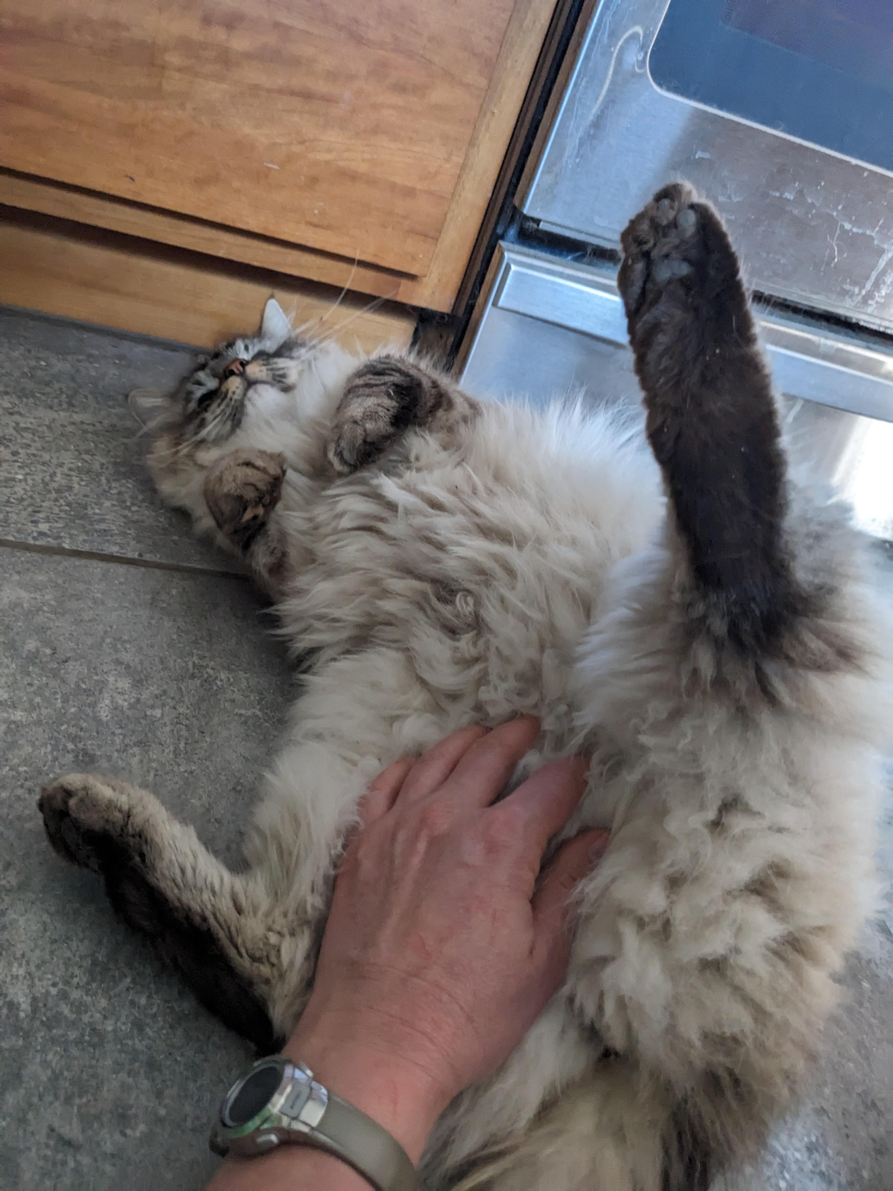 Wampa lifts a gam for belly pets | Scrolller