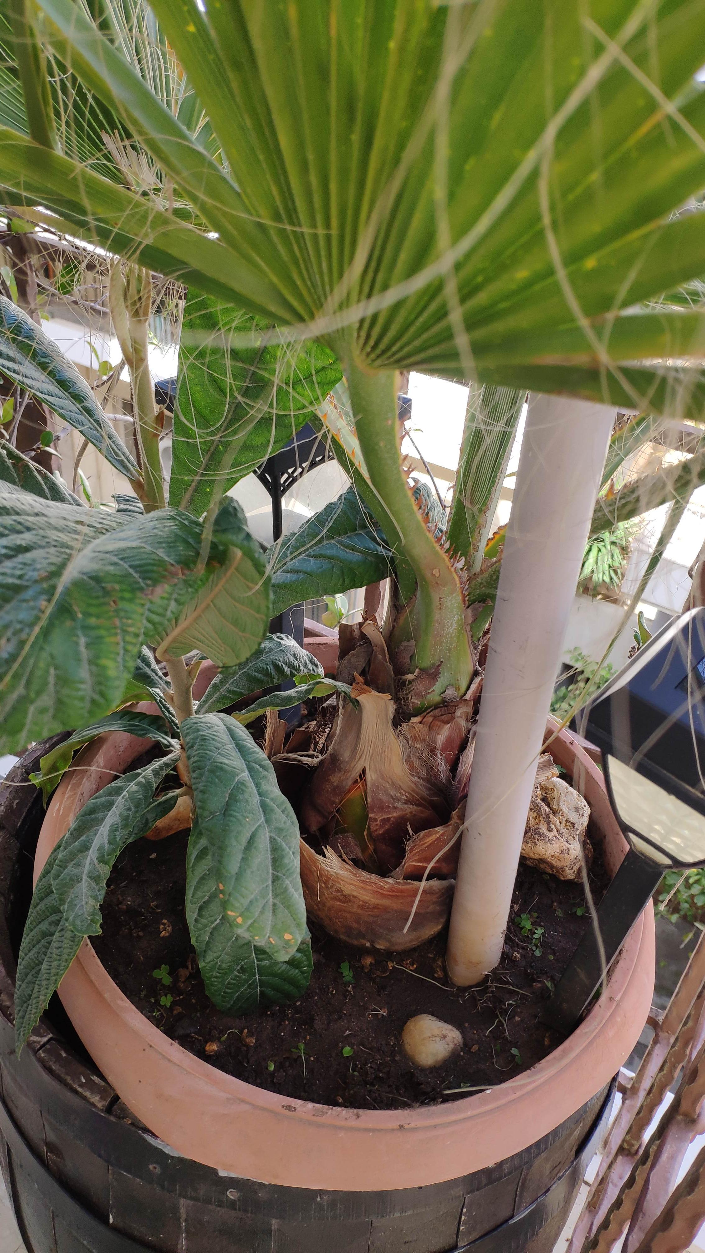 Can those two be separated at this stage? | Scrolller