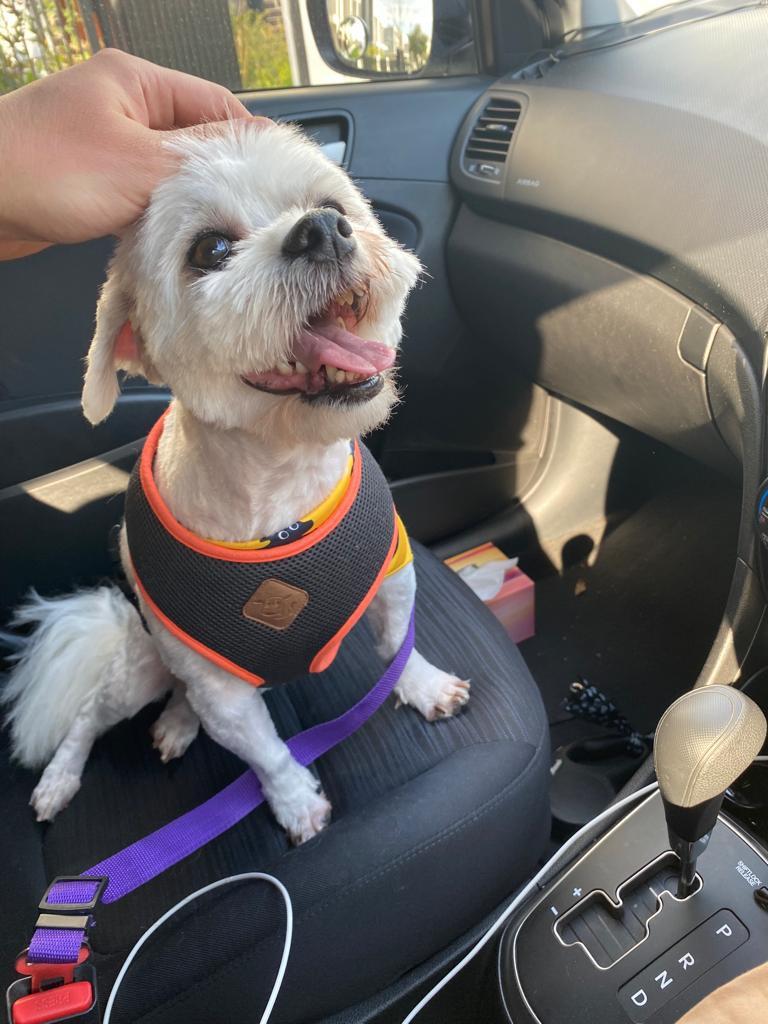 Fuzz the Malshi | Scrolller