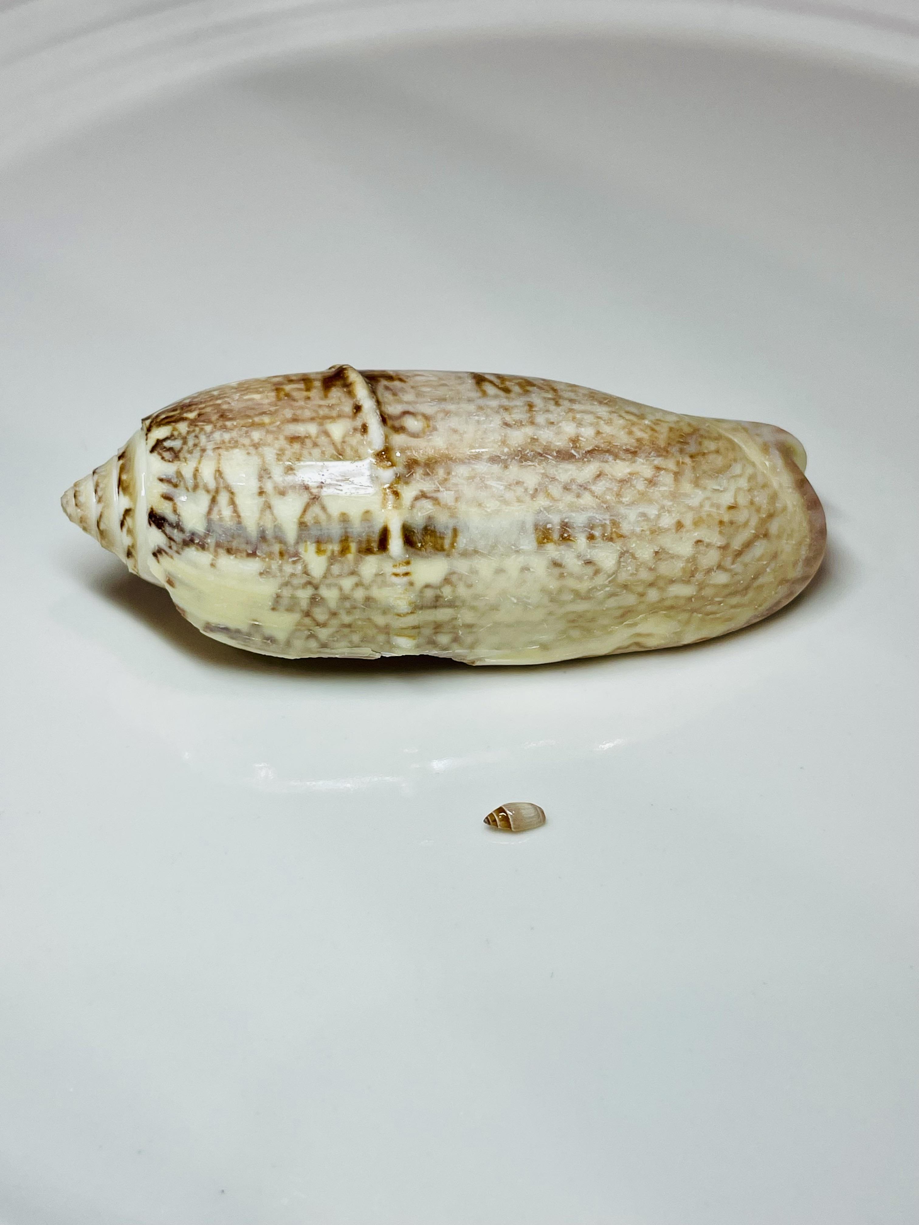 Teeny Tiny Shells | Scrolller