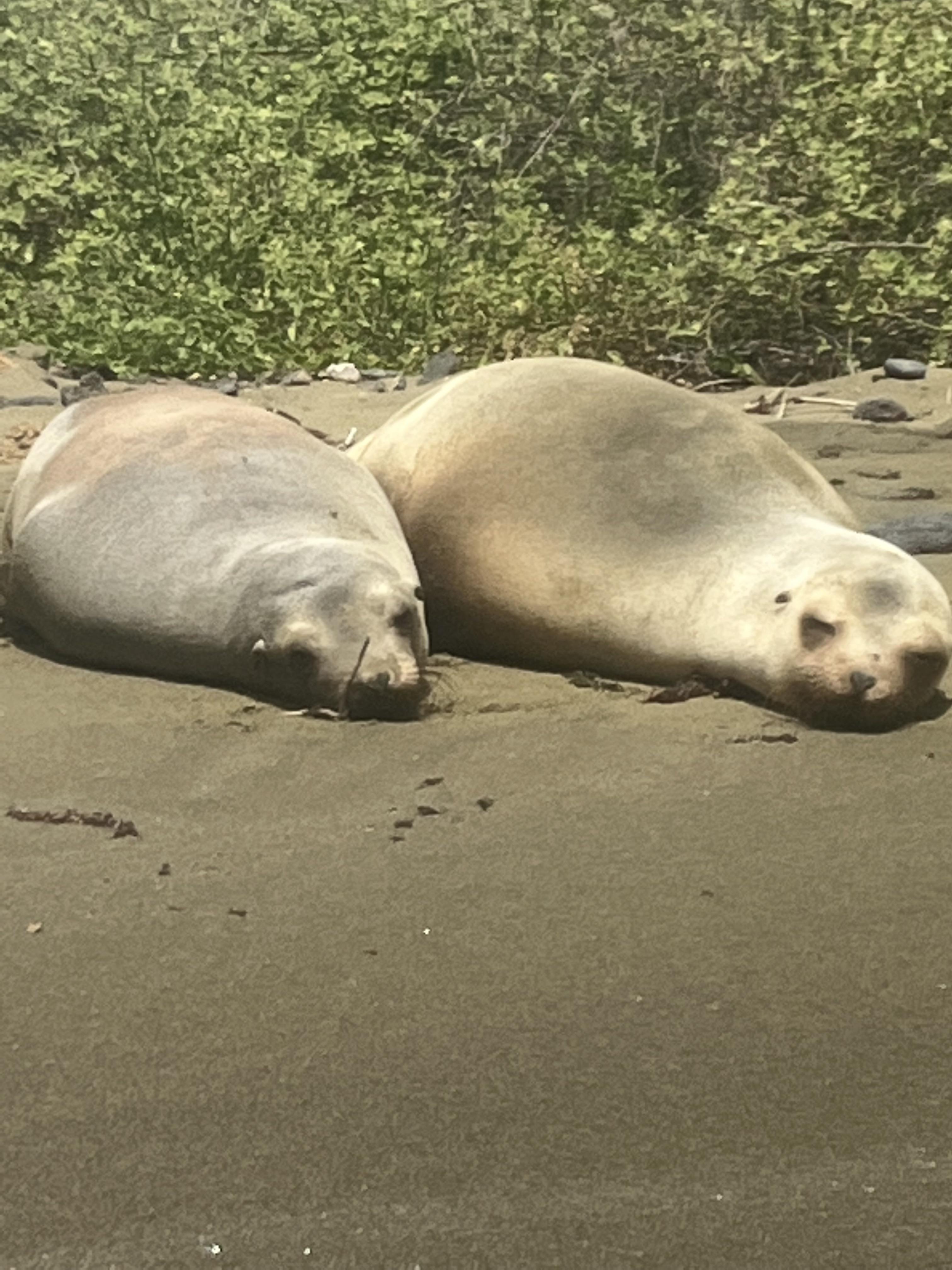 Discover more like Aww: Seals on the shore (oc) and Related Content | Scrolller