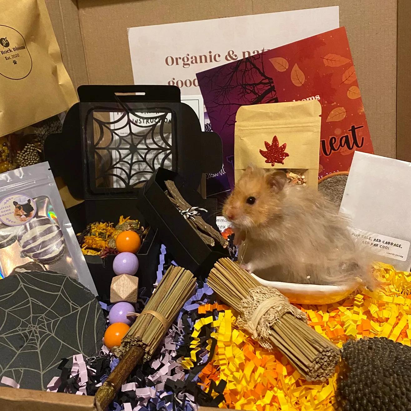 Our Halloween 2023 box - The Trick or Treat box plus some adorable ...