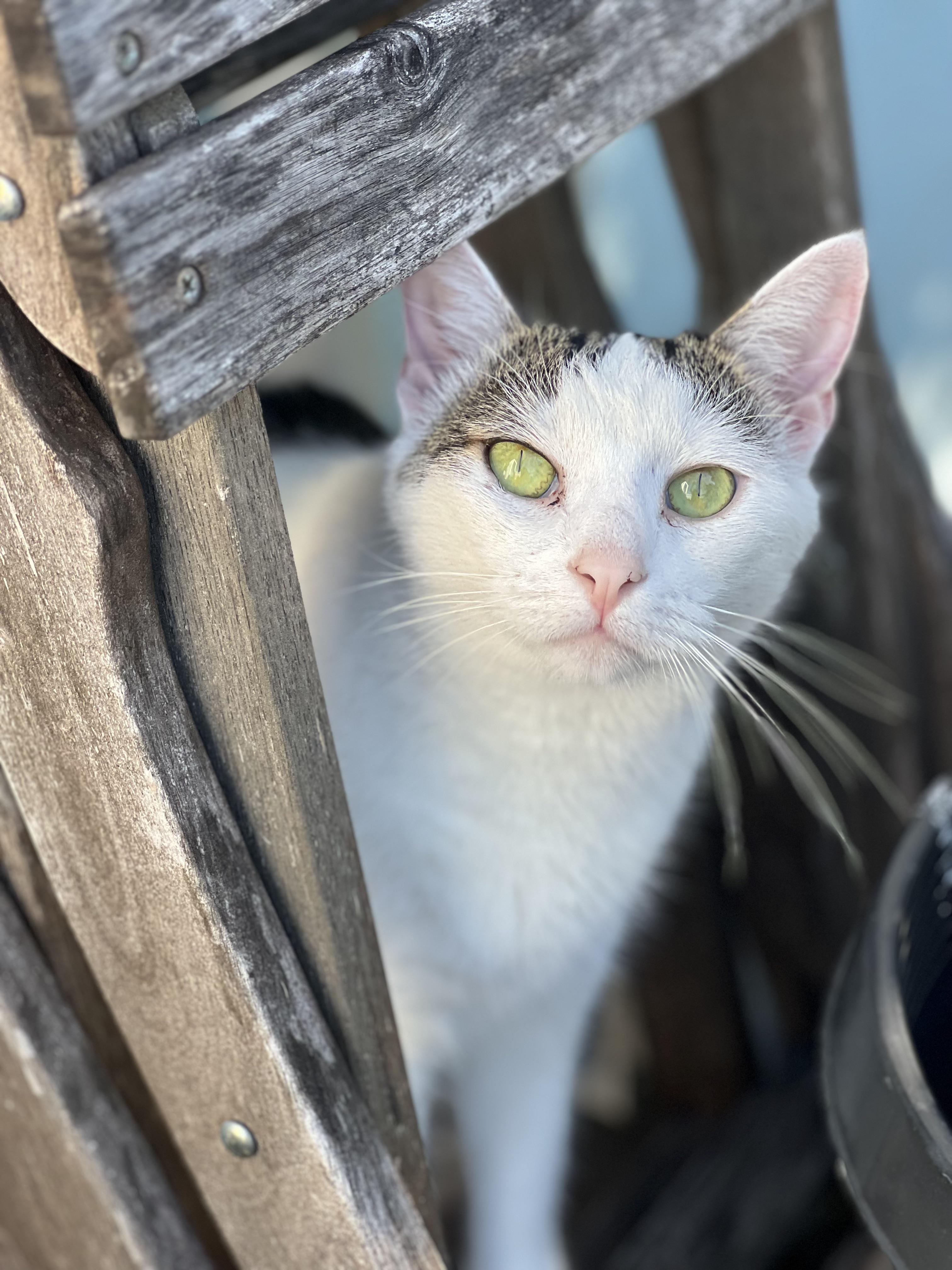 Little Lina Bean | Scrolller