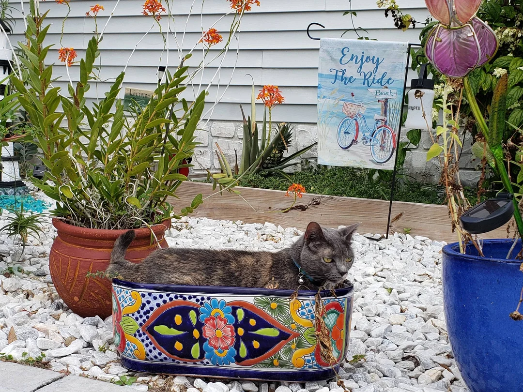 growing this weird gray mold, please advise | Scrolller