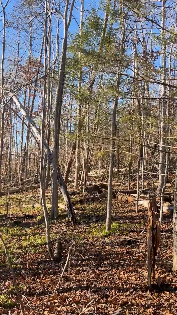 Just Bought in the Blue Ridge Mountains | Scrolller