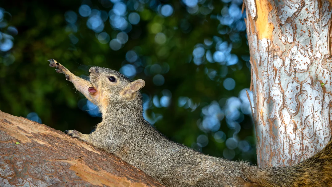 Drama Queen | Scrolller