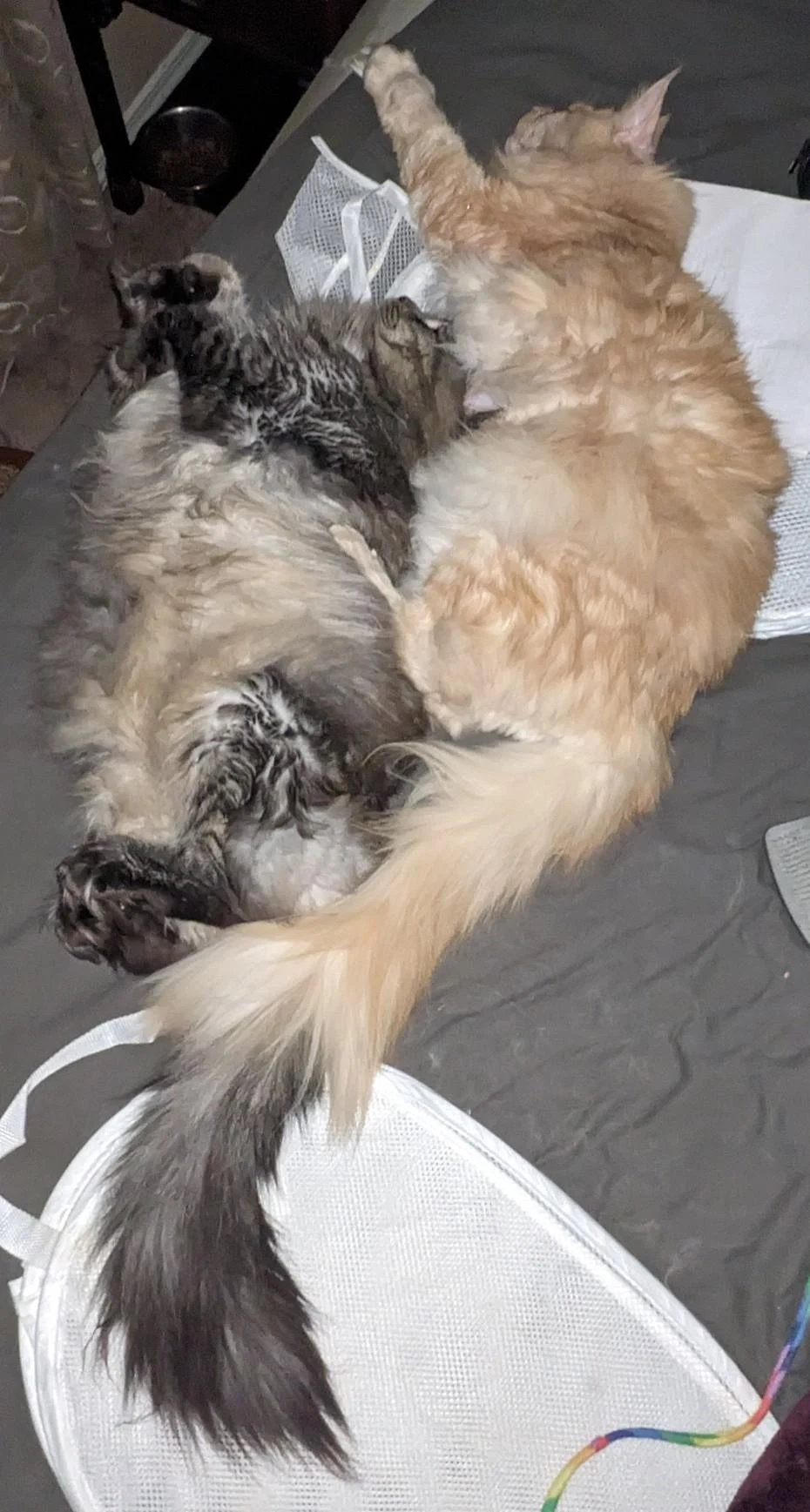 brotherly love 💕 | Scrolller