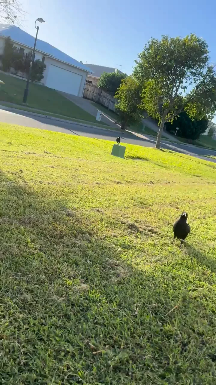 What is this magpie trying to tell me? | Scrolller