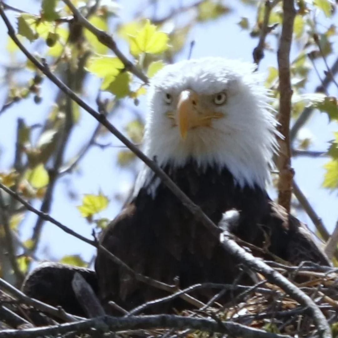 Eagle Eye | Scrolller