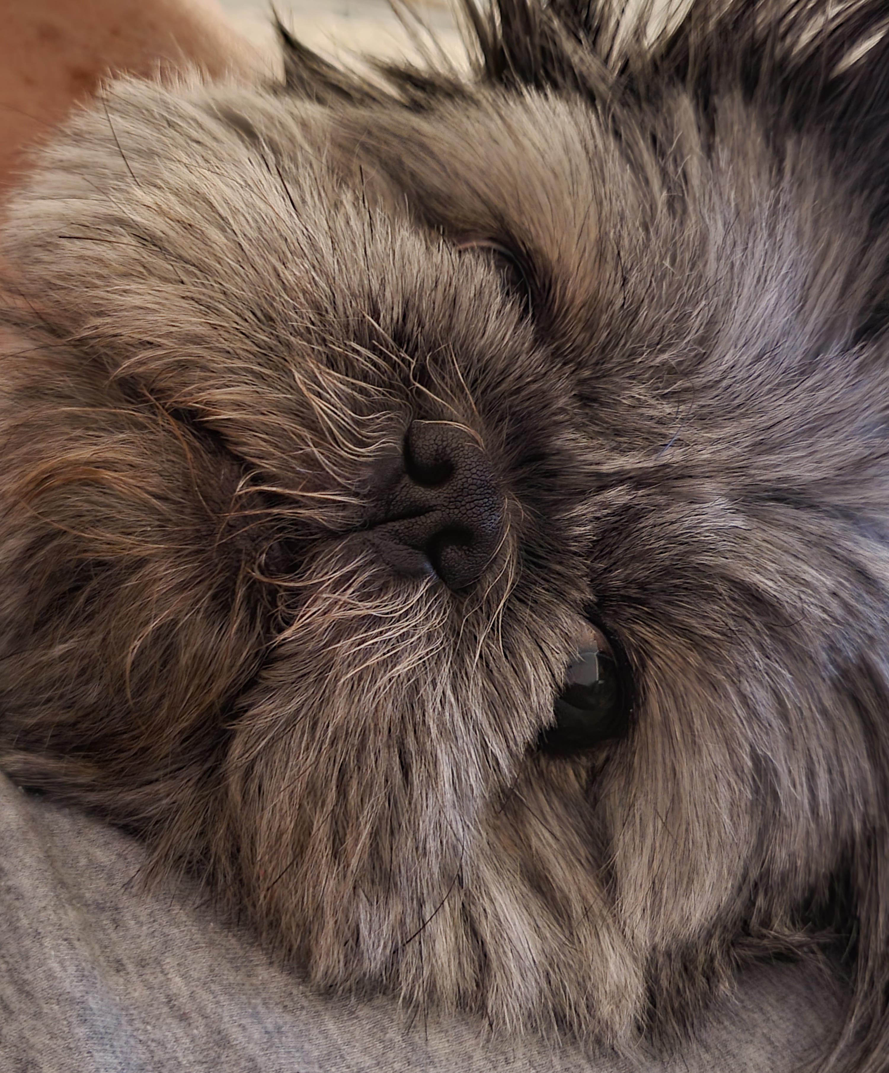 Harper is one day away from her hair appointment (OC). | Scrolller