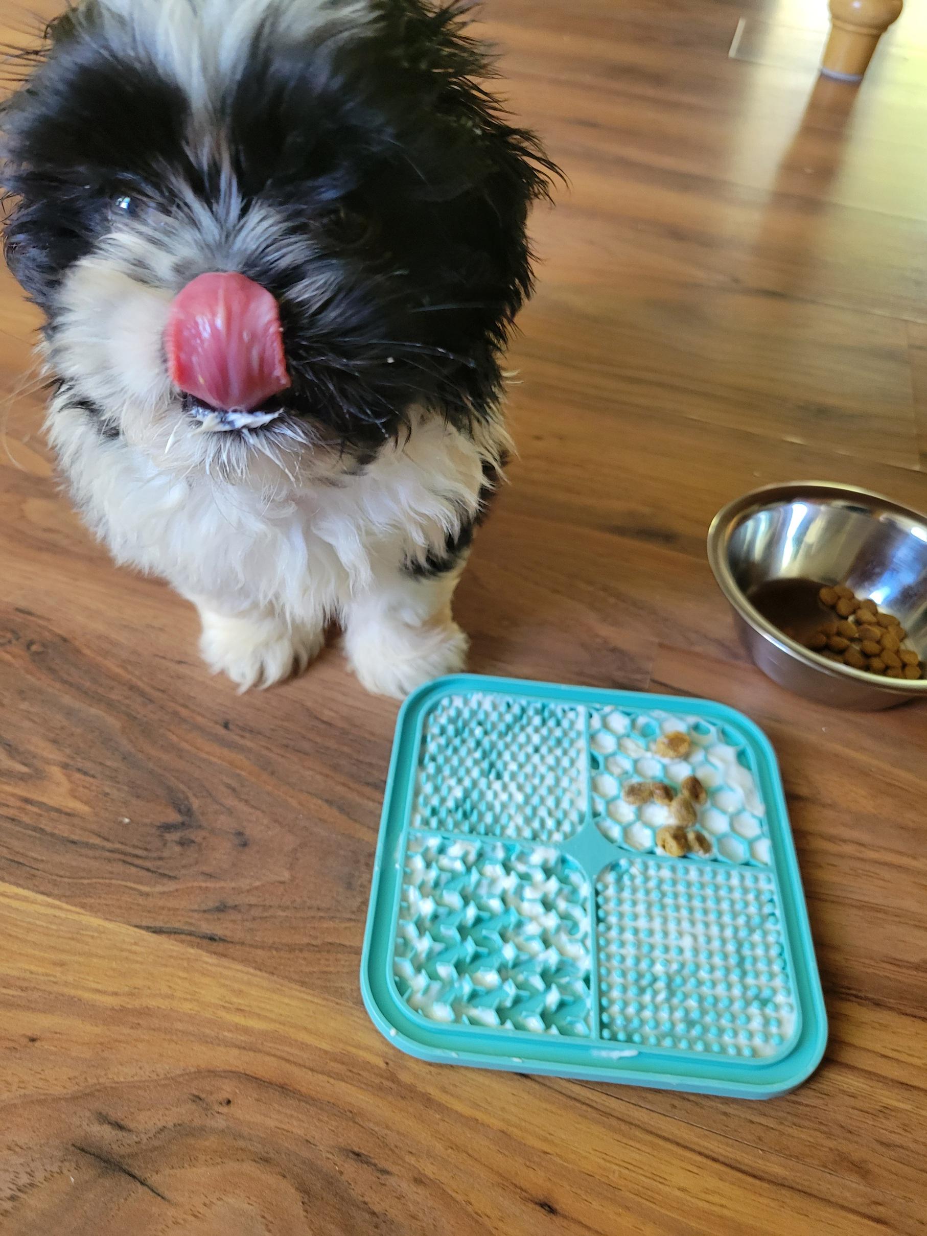 Meet Jasper The Kid | Scrolller