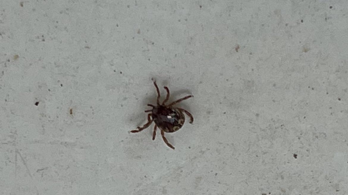 What is this tick? | Scrolller