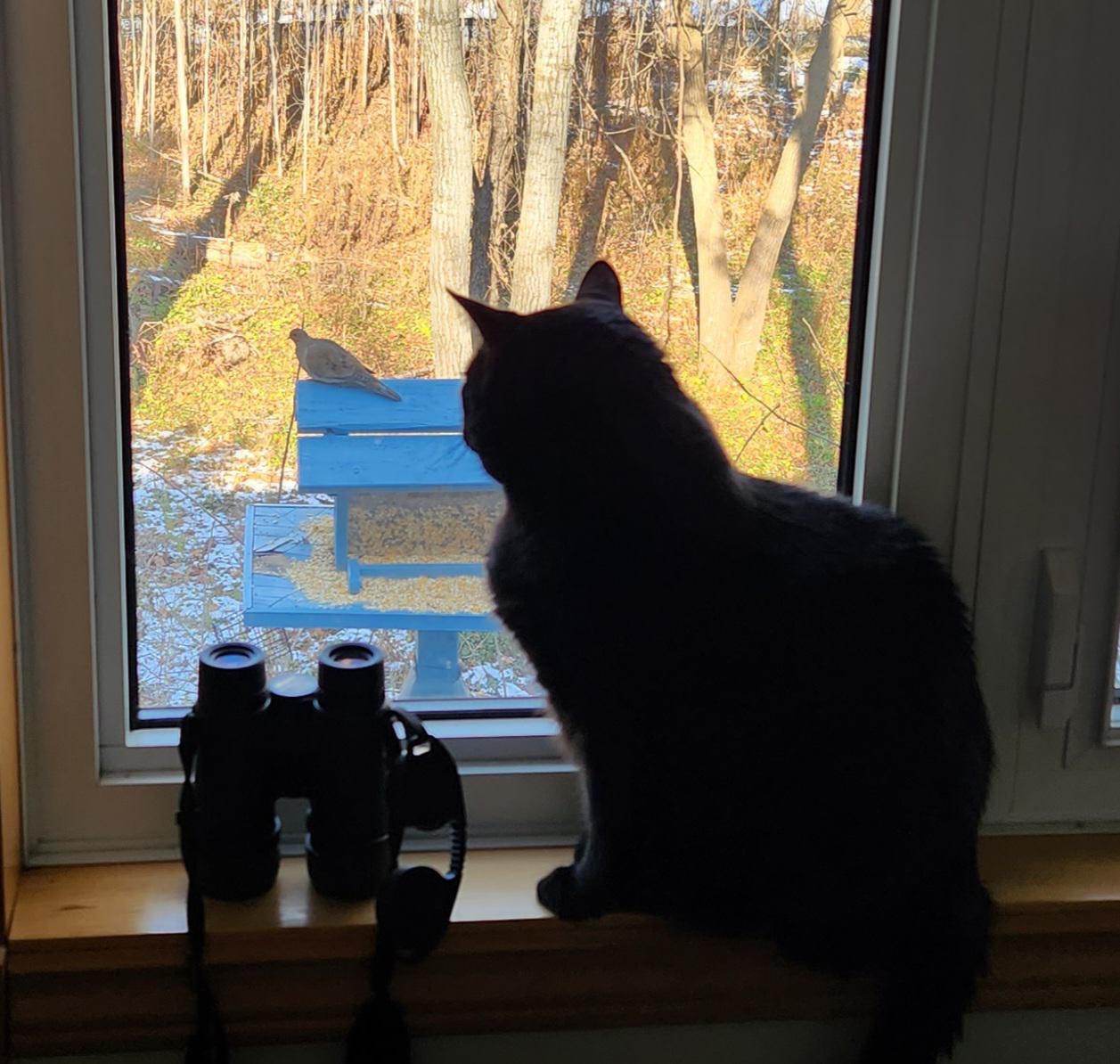 Bird watching void | Scrolller