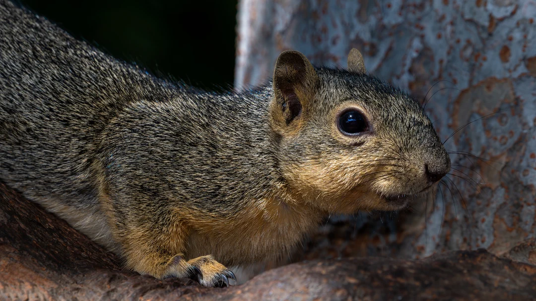 Discover more like Squirrels: Shadow Squirrel and Related Content | Scrolller