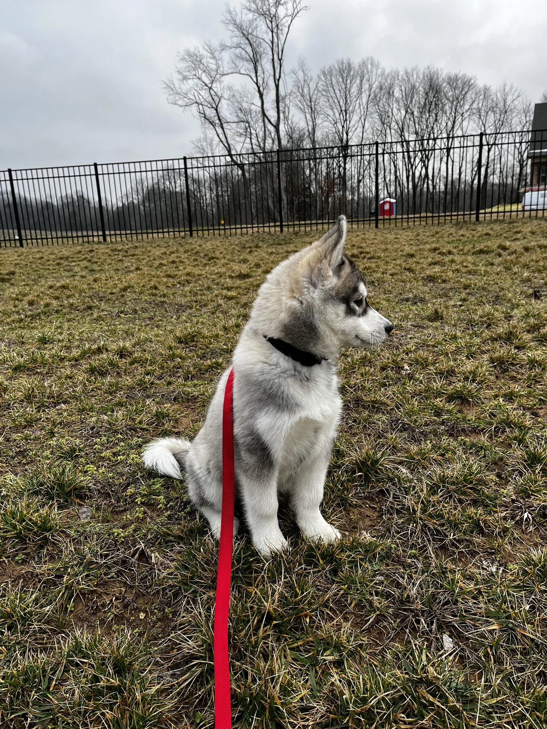 Meet Oakley! Our first Siberian Husky! He is a rescue and sweet as can be!! | Scrolller