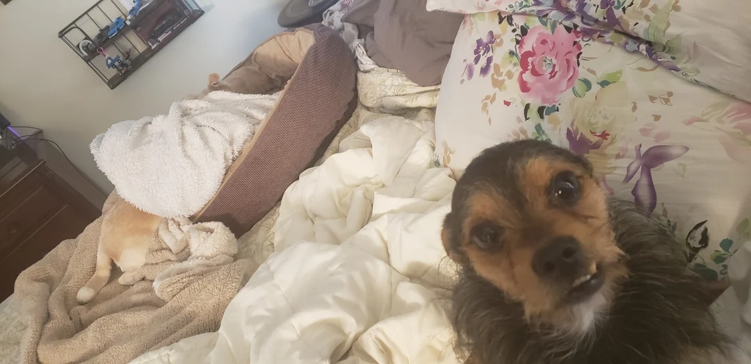 derps will derp | Scrolller