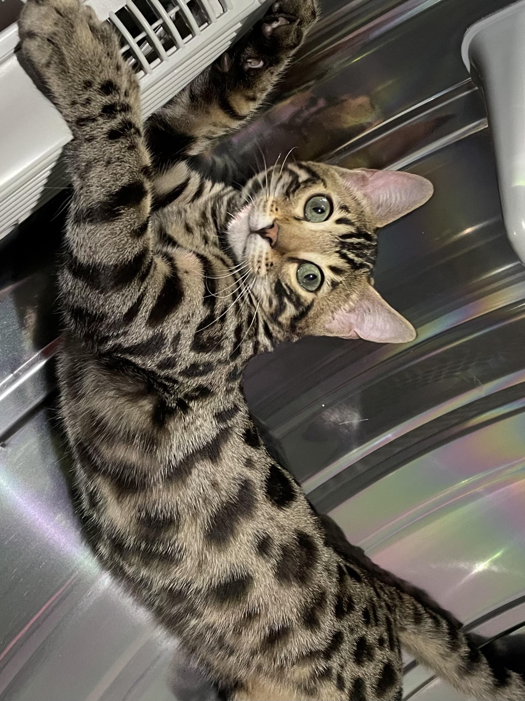 Caught in the act.... | Scrolller