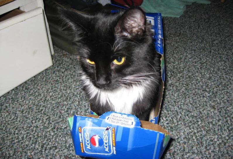 Picky girl. It has to be 3x4, 2x6 simply isn’t good enough for her | Scrolller