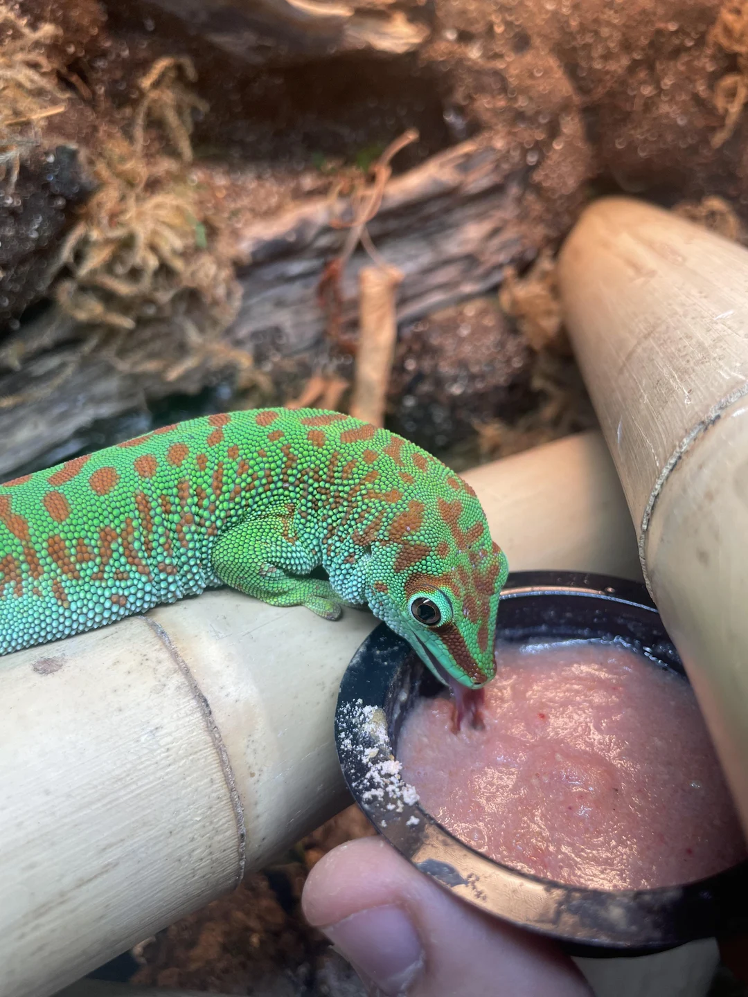 Does anyone here work with giant day gecko (grandis) pairs? If so, what kind of behaviors do you ...