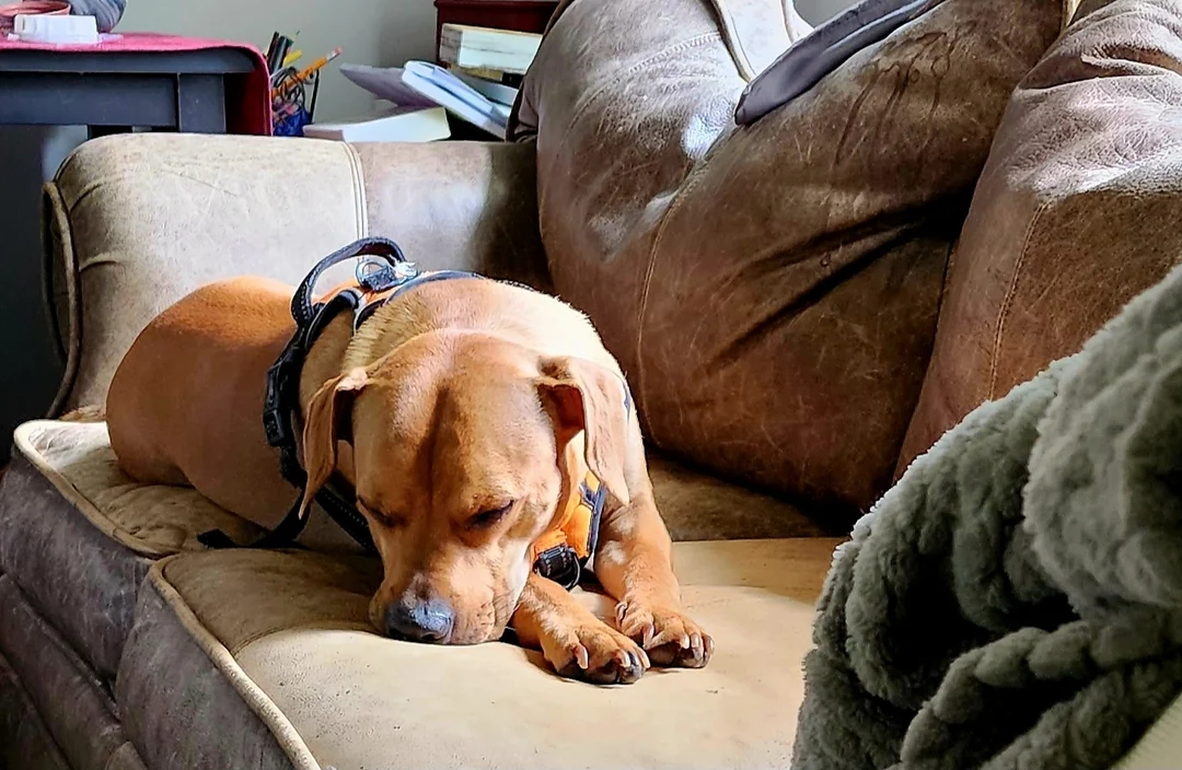 He fall down go sleepy. | Scrolller