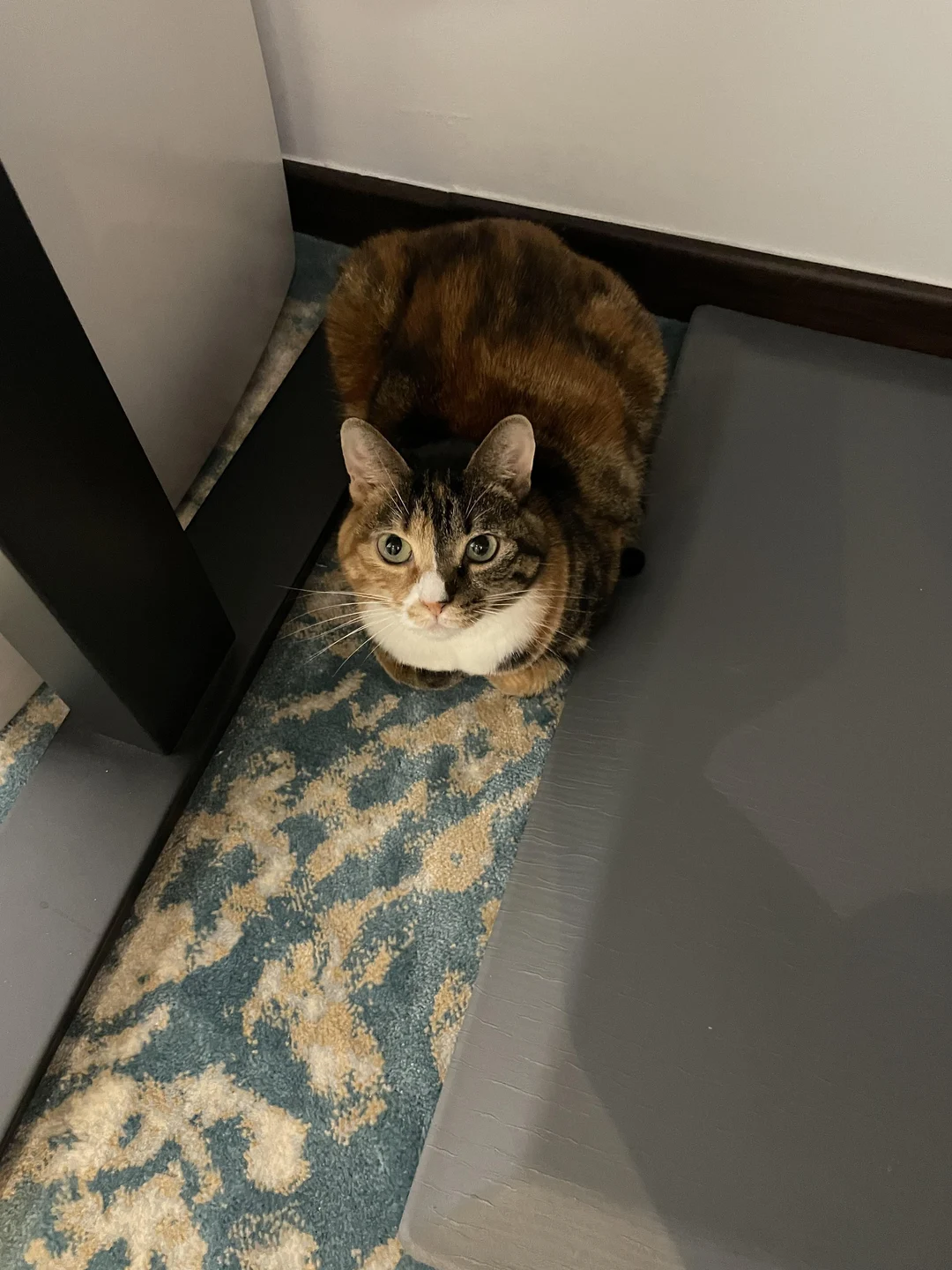 Loafing around | Scrolller