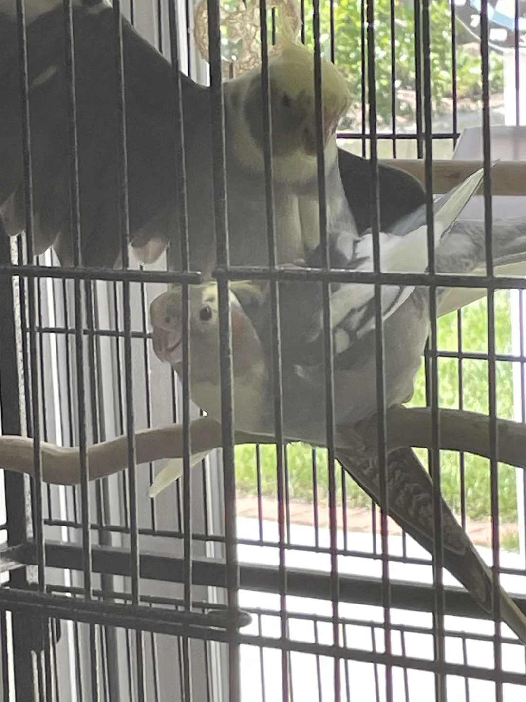 It’s kinda hard to see but is that a mating position? | Scrolller