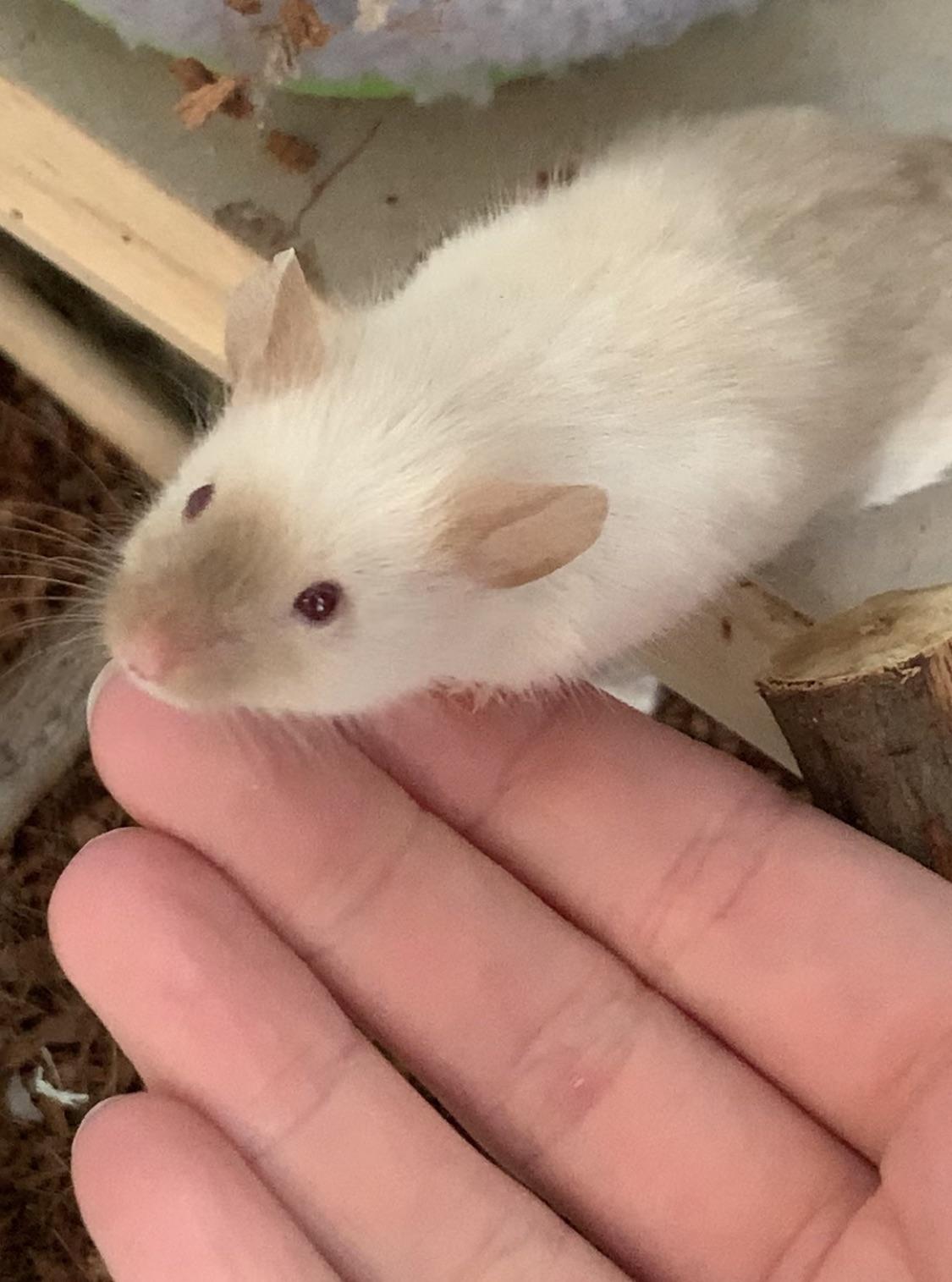 Sefton has a small patch of dry flaky skin on his back he’s scratching. Can I use Bepanthen or ...