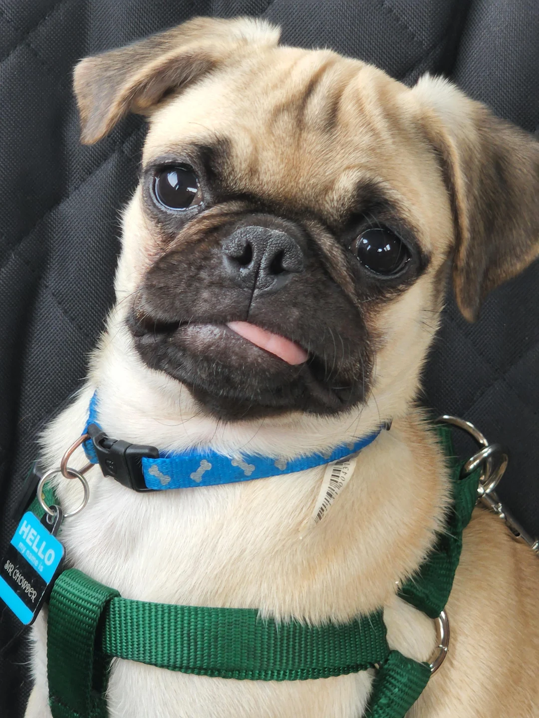 Sir Chowder | Scrolller