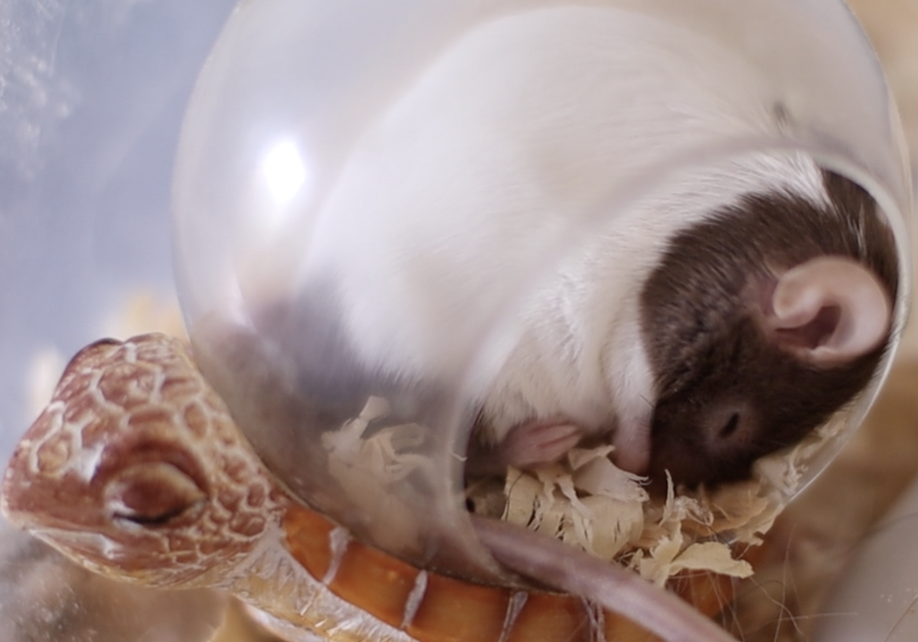 Sleeping mouse | Scrolller