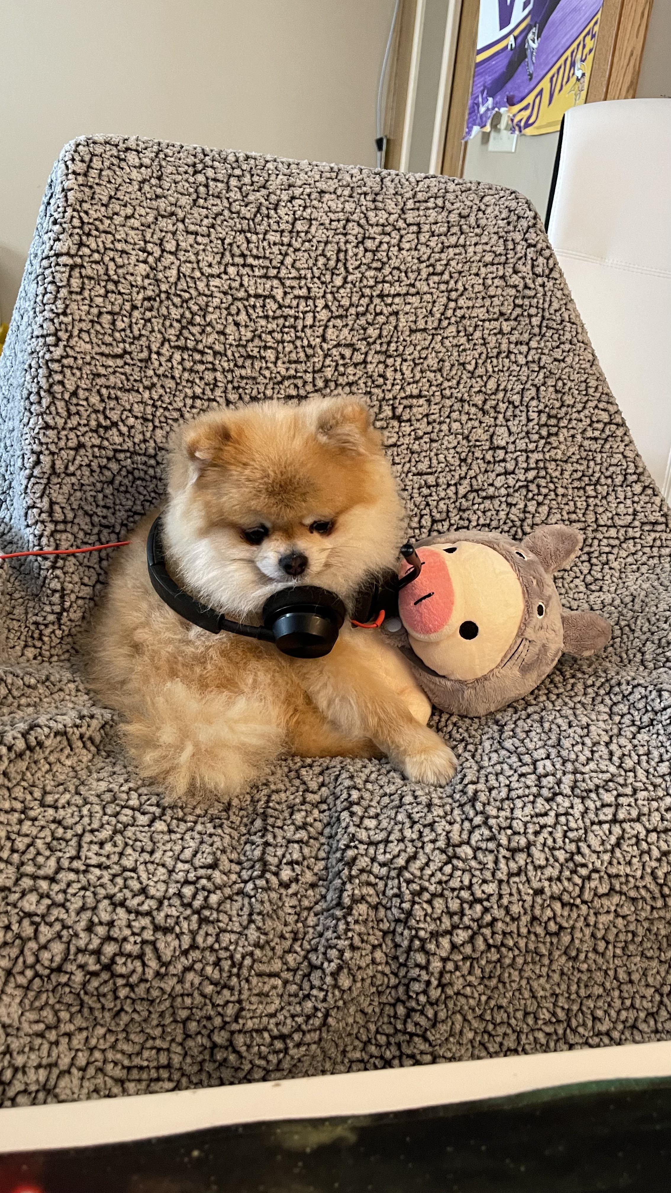 Peanut the dog! My best friend in the world ️ ️ ️ | Scrolller