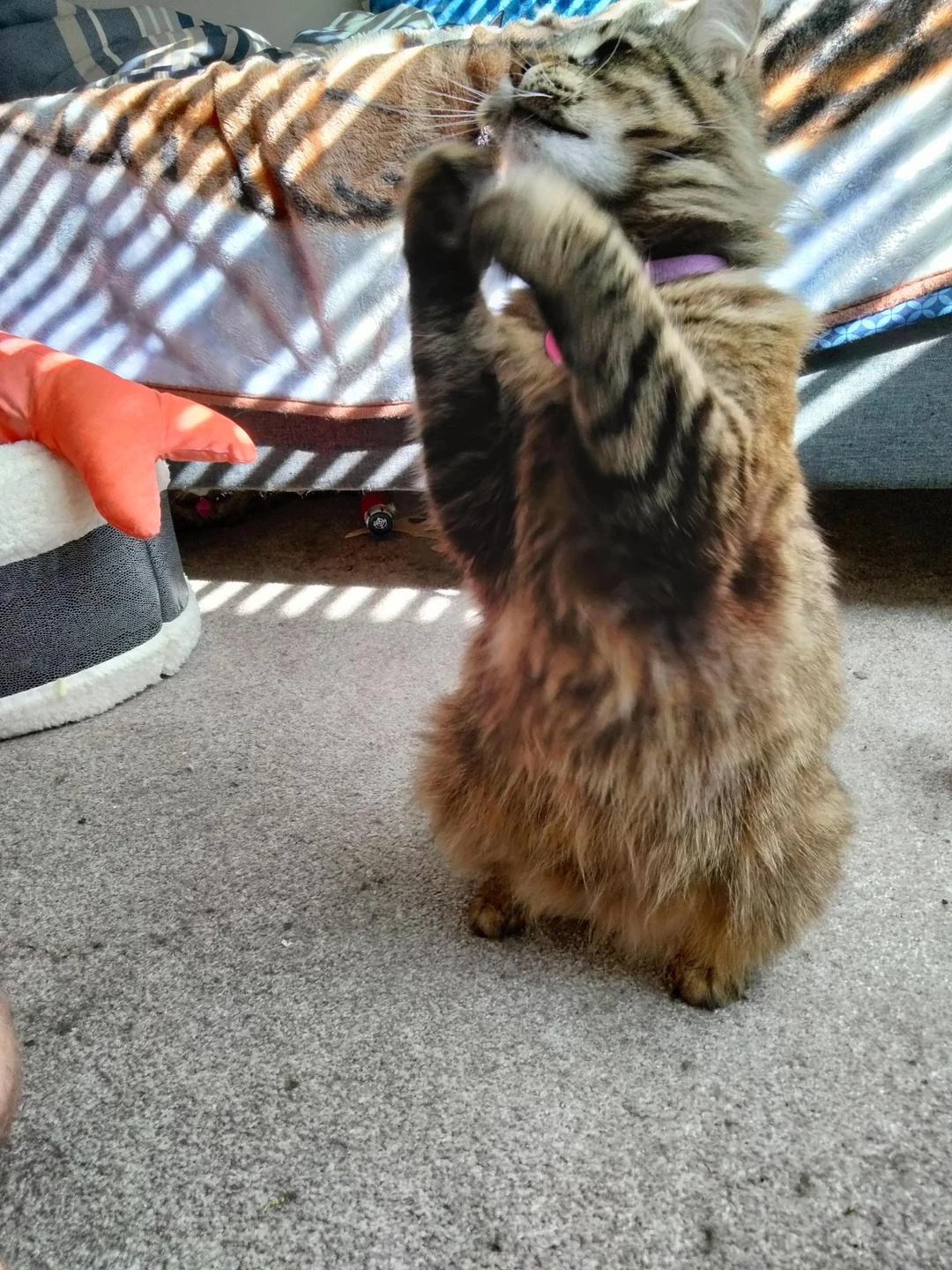 Floofy monster | Scrolller