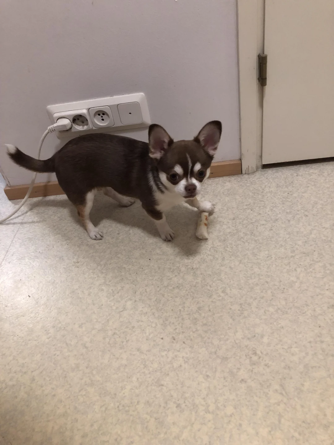 ”No hooman! Is my bone!” | Scrolller