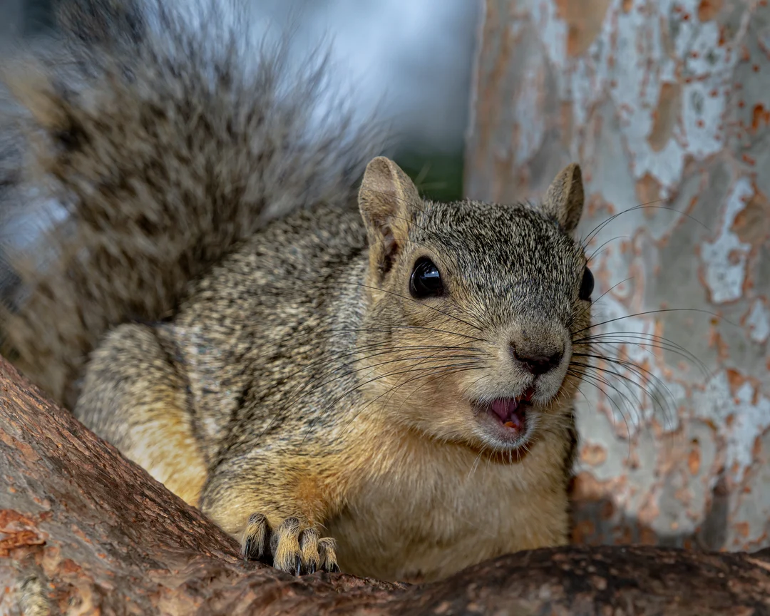 Squirrel Exuberance | Scrolller