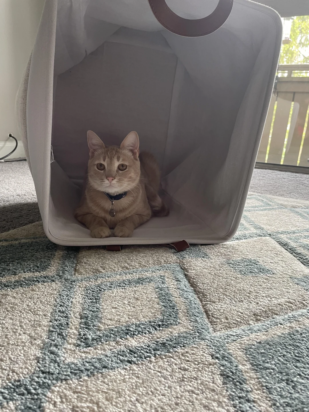 Lured him into the empty basket, very successful cat trap | Scrolller